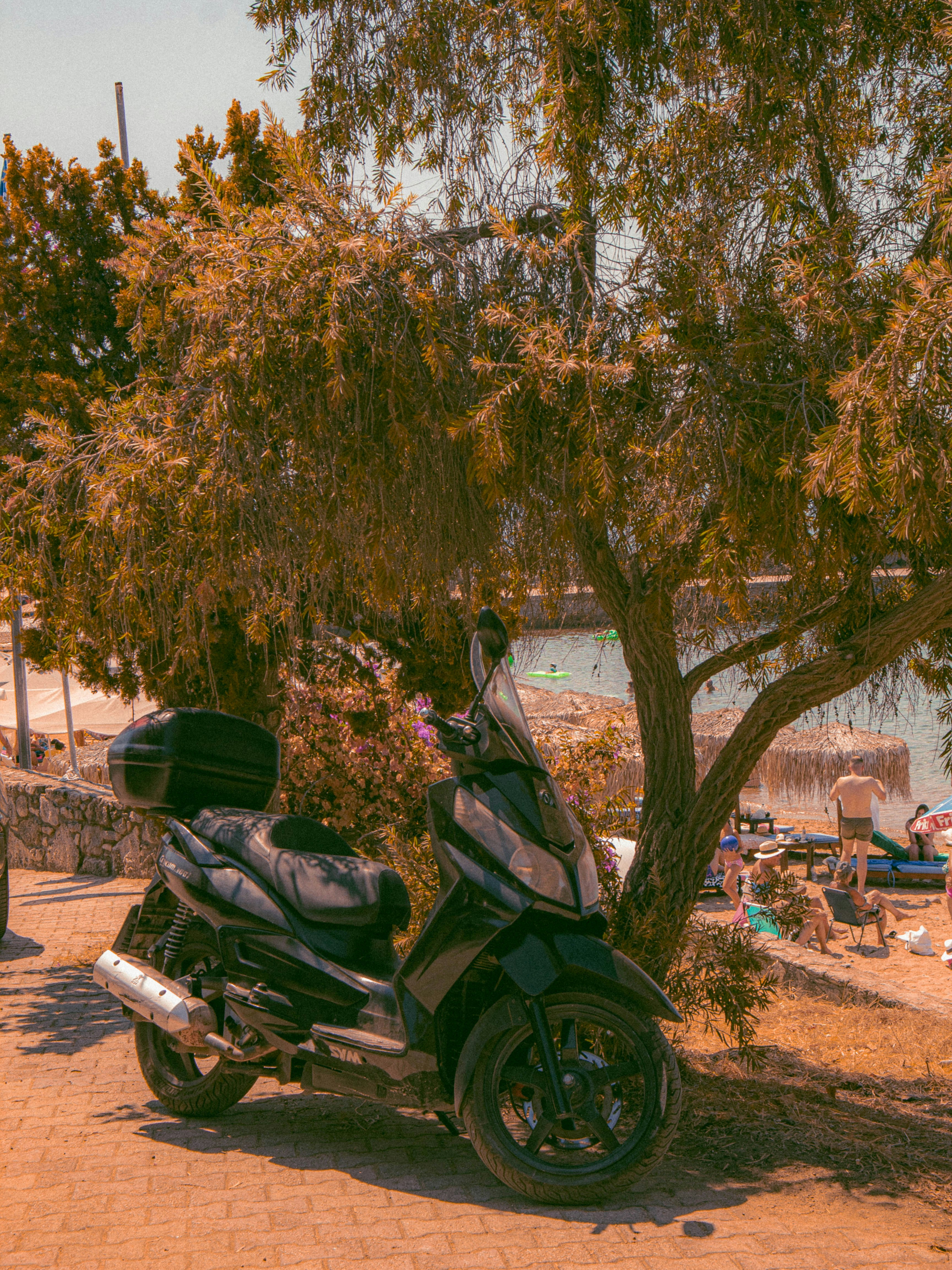 Sunlit Pause: A Black Scooter Resting Along a Beachfront Brick Path Under a Winding Tree