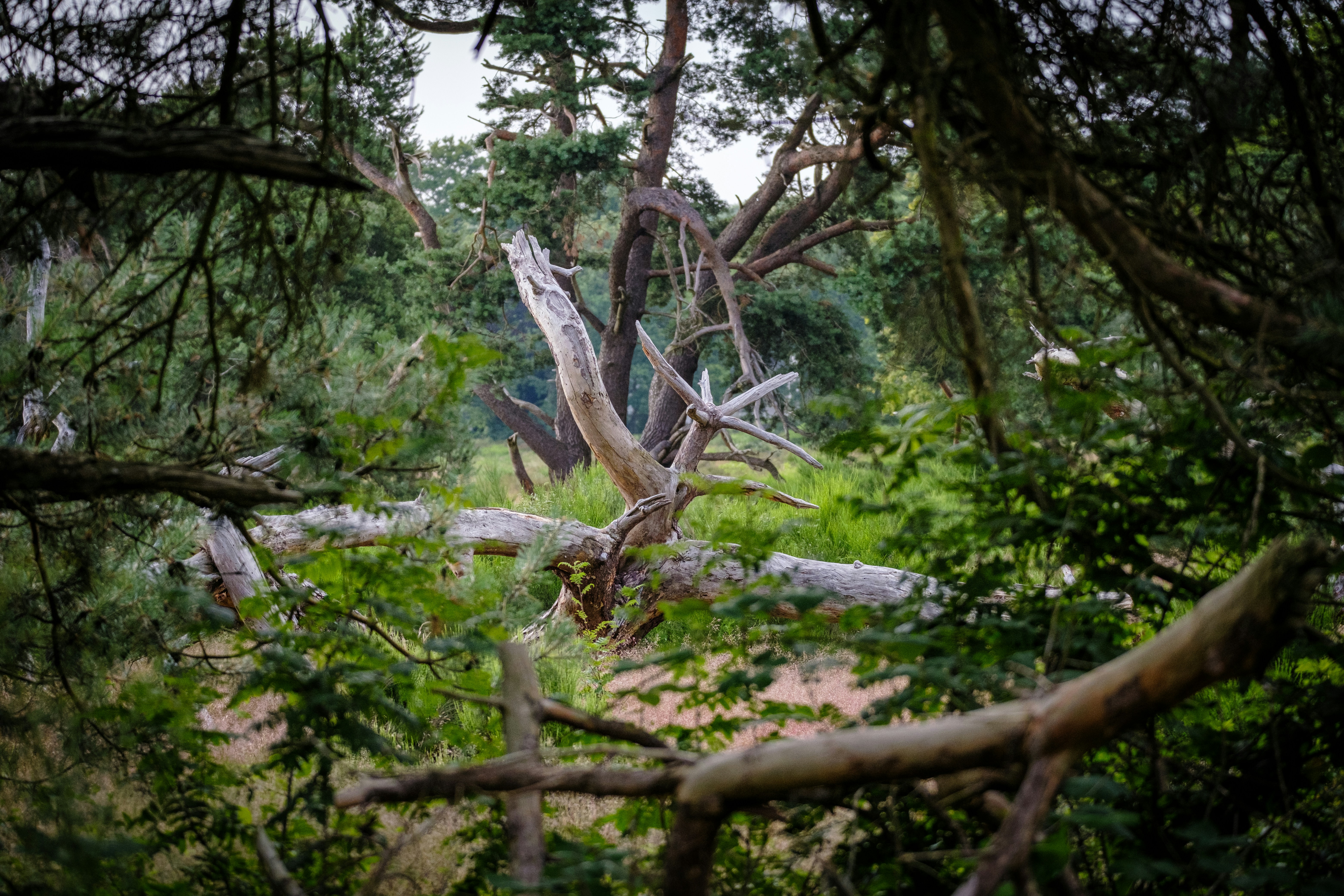 A very large tree in the middle of a forest photo – Free Forest Image ...
