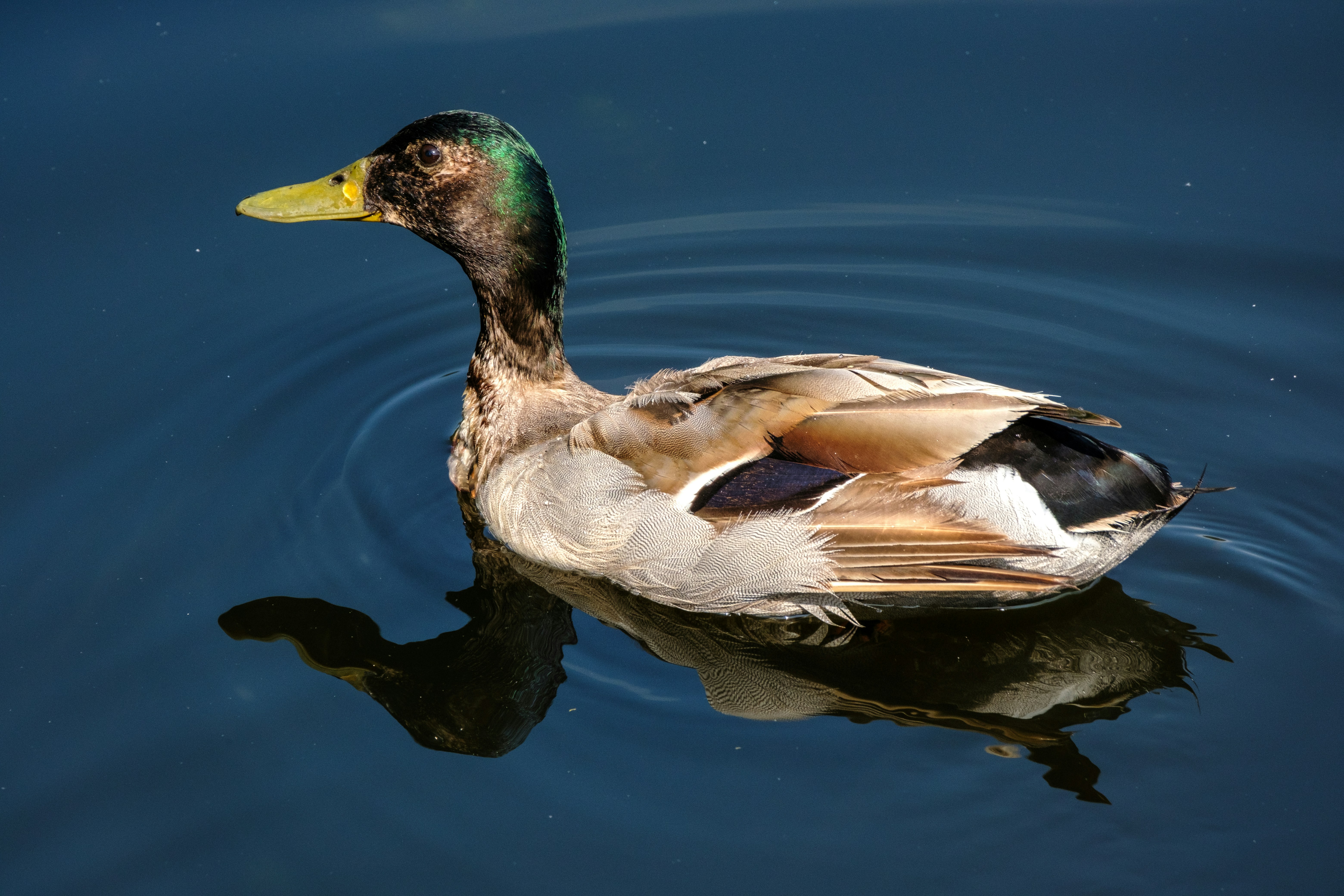 Green-Headed Mallard Skimming a Sapphire Pond