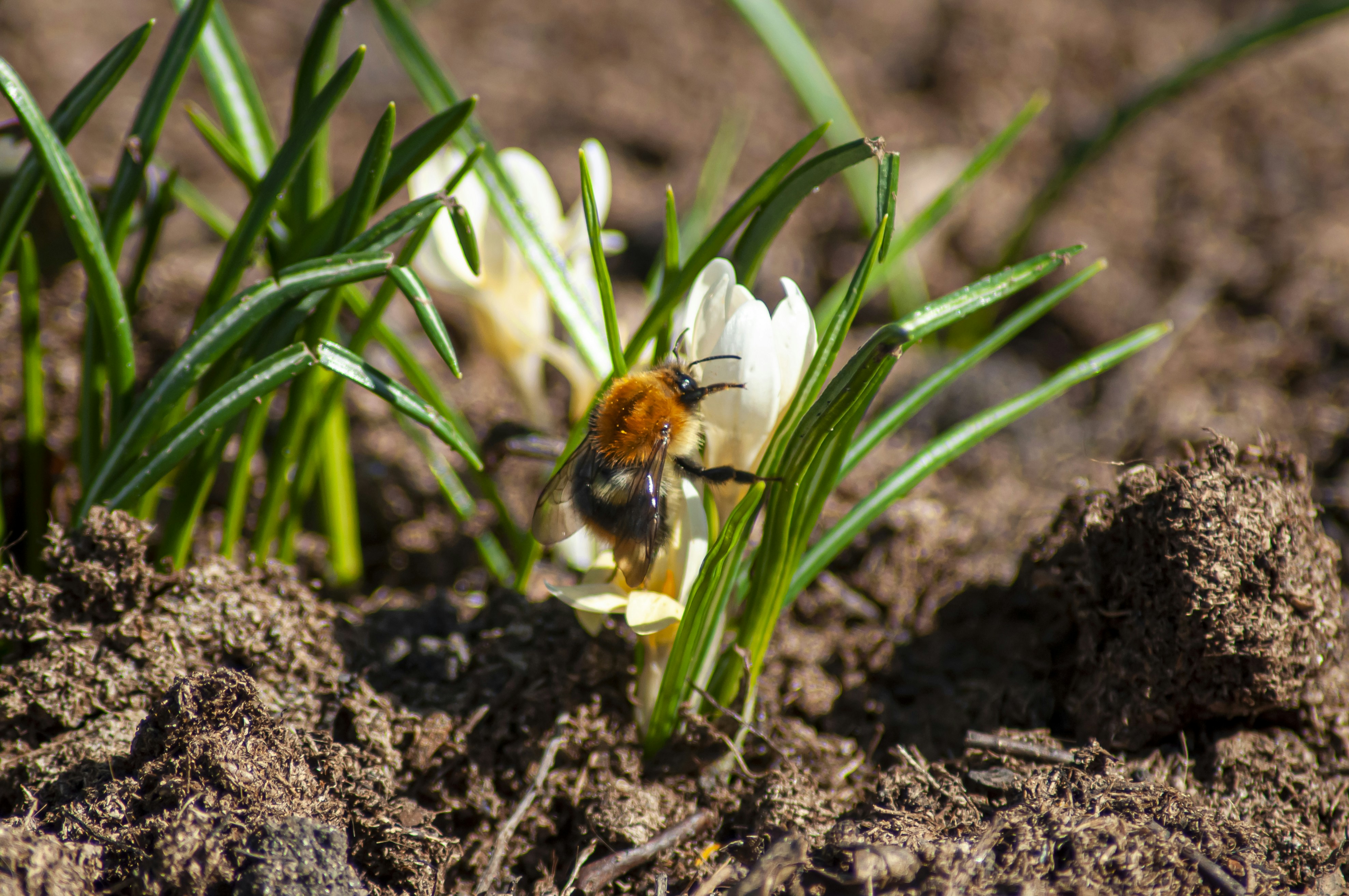 Buzz at the Narcissus: A Bee Foraging Between Green Shoots on Fresh Garden Soil