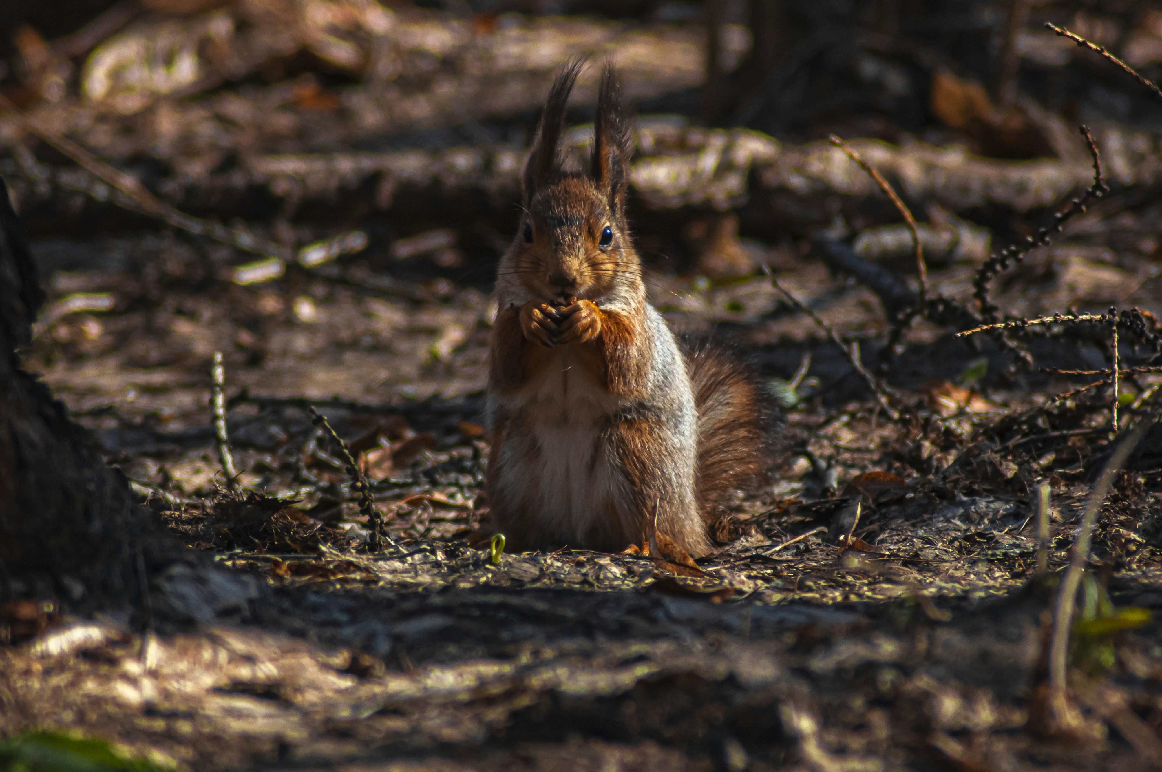 Patchwork Sunlit Squirrel: Nut-snack Pause in the Forest Understory