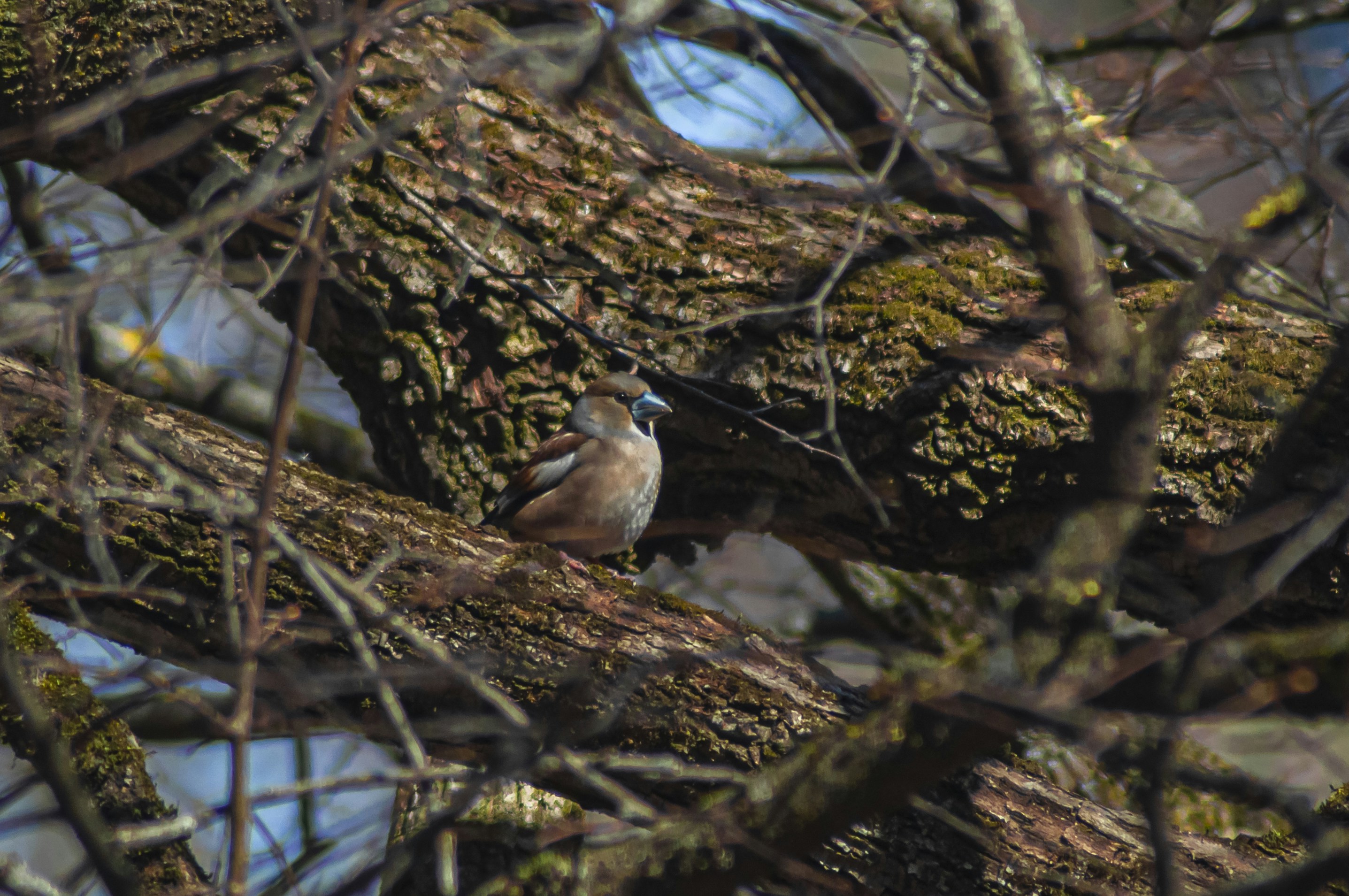 Whispers Among the Branches