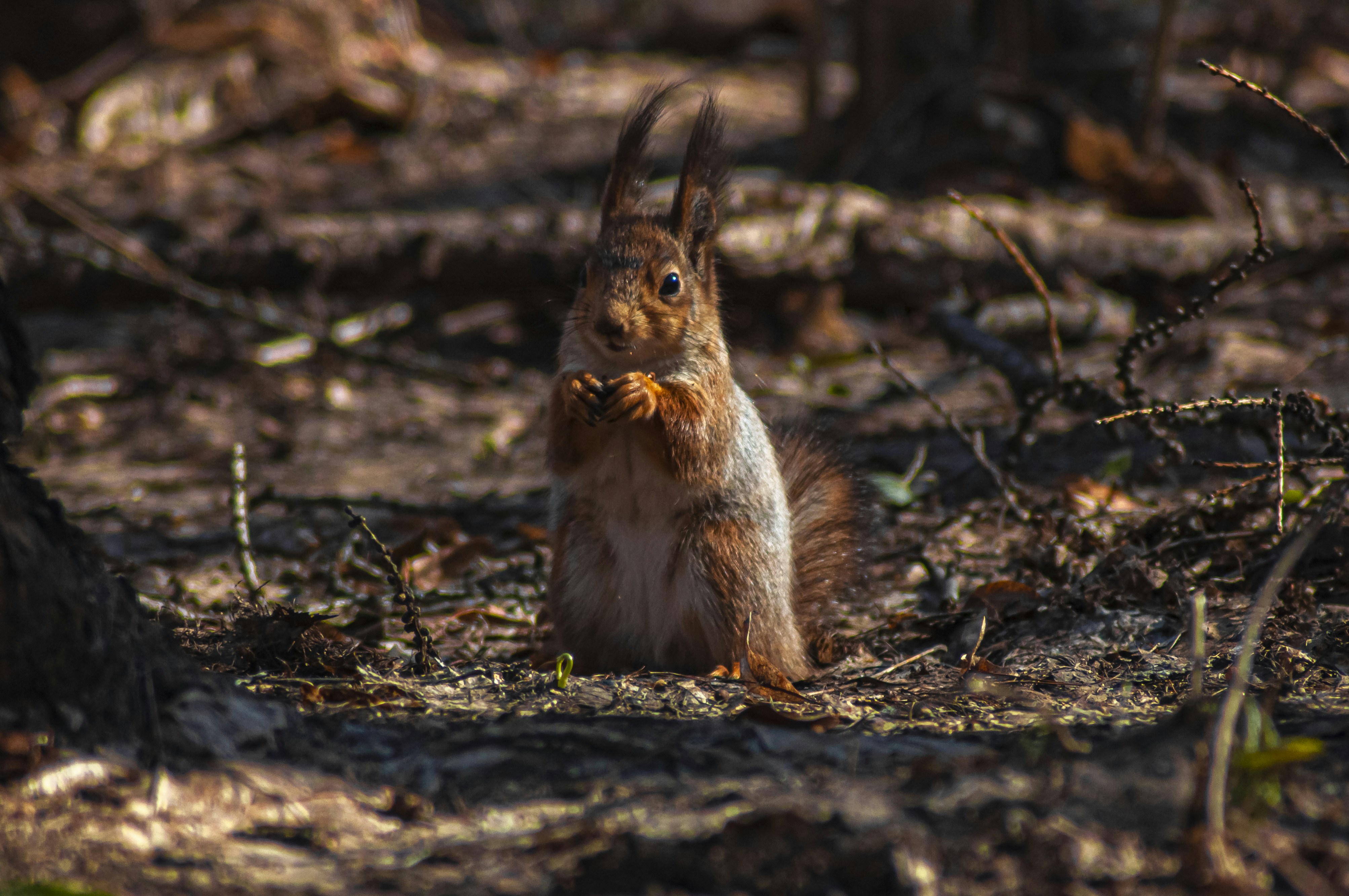 Red squirrel pauses with tiny paws raised on a sun-dappled forest floor