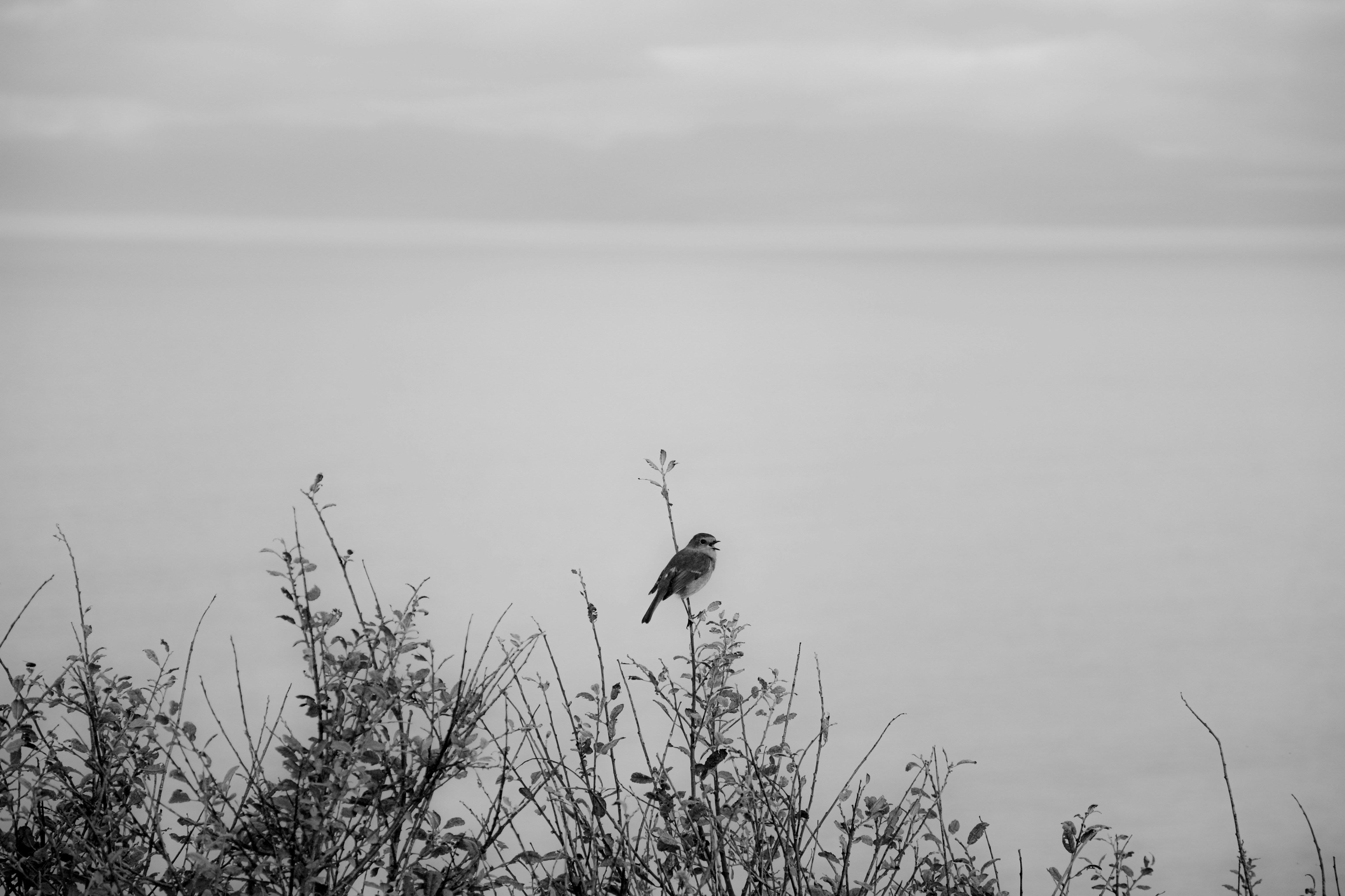Lone Shorebird on Reeds at the Quiet Horizon