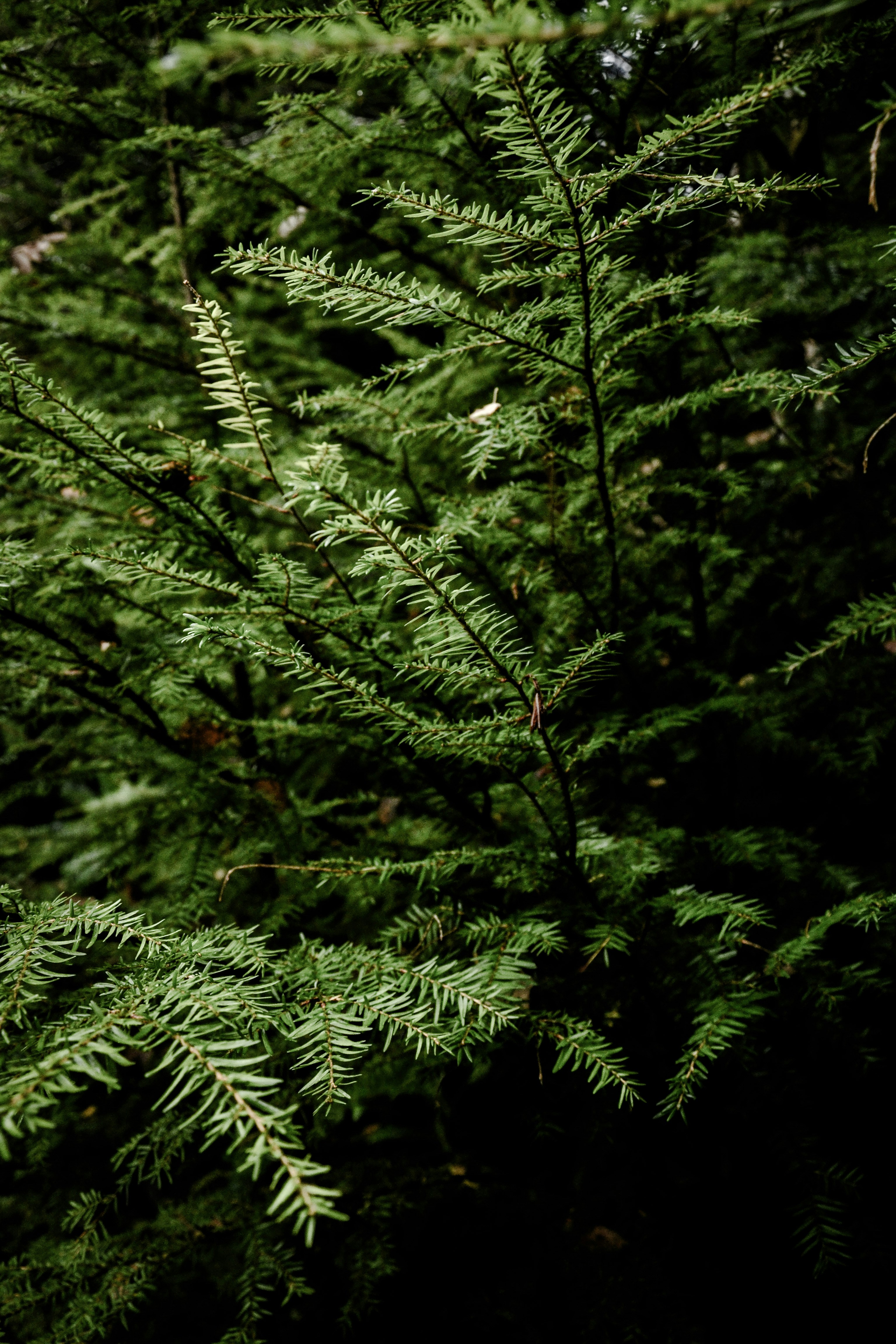 Emerald Fronds in a Shadowed Spruce Understory