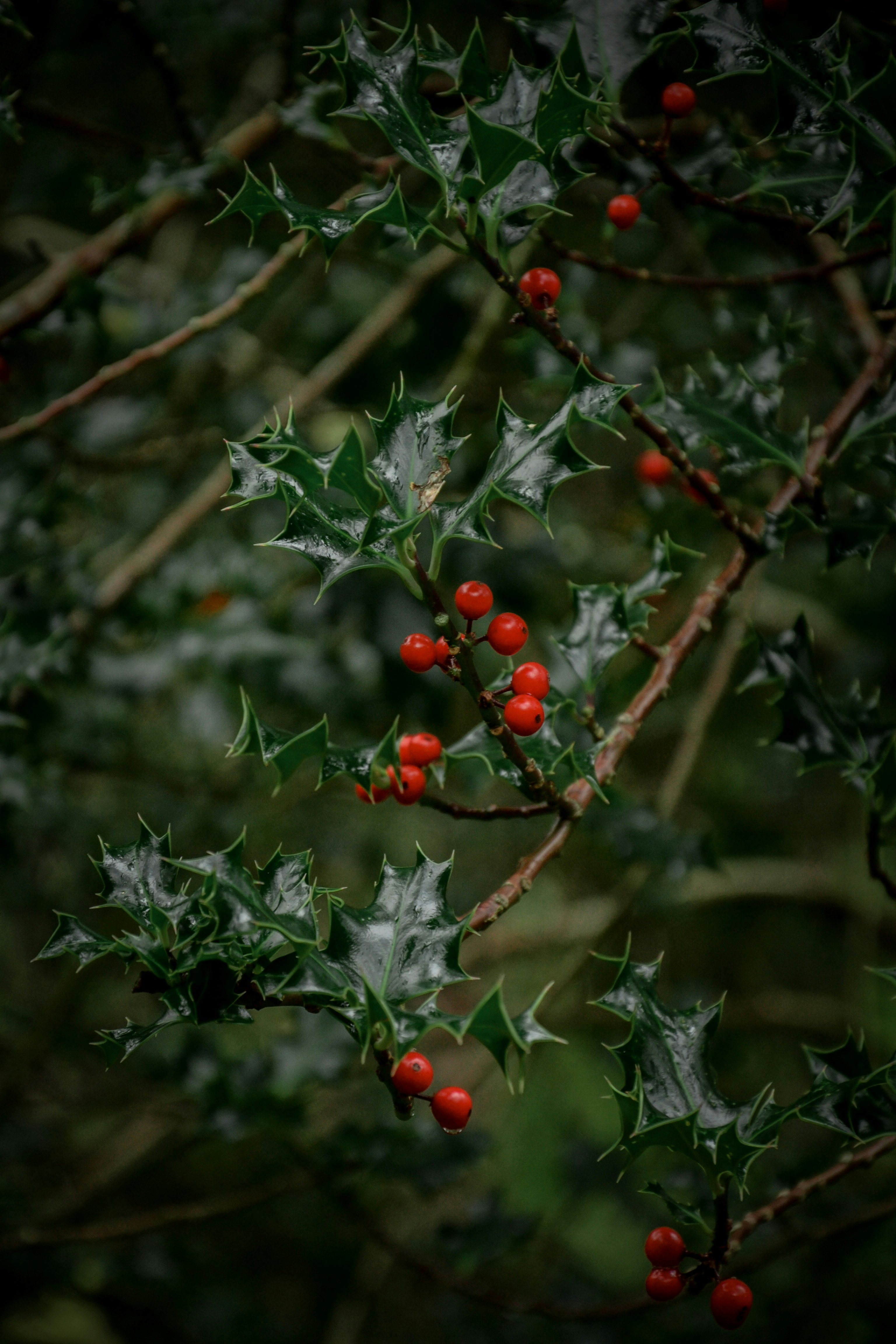 a branch with red berries and green leaves