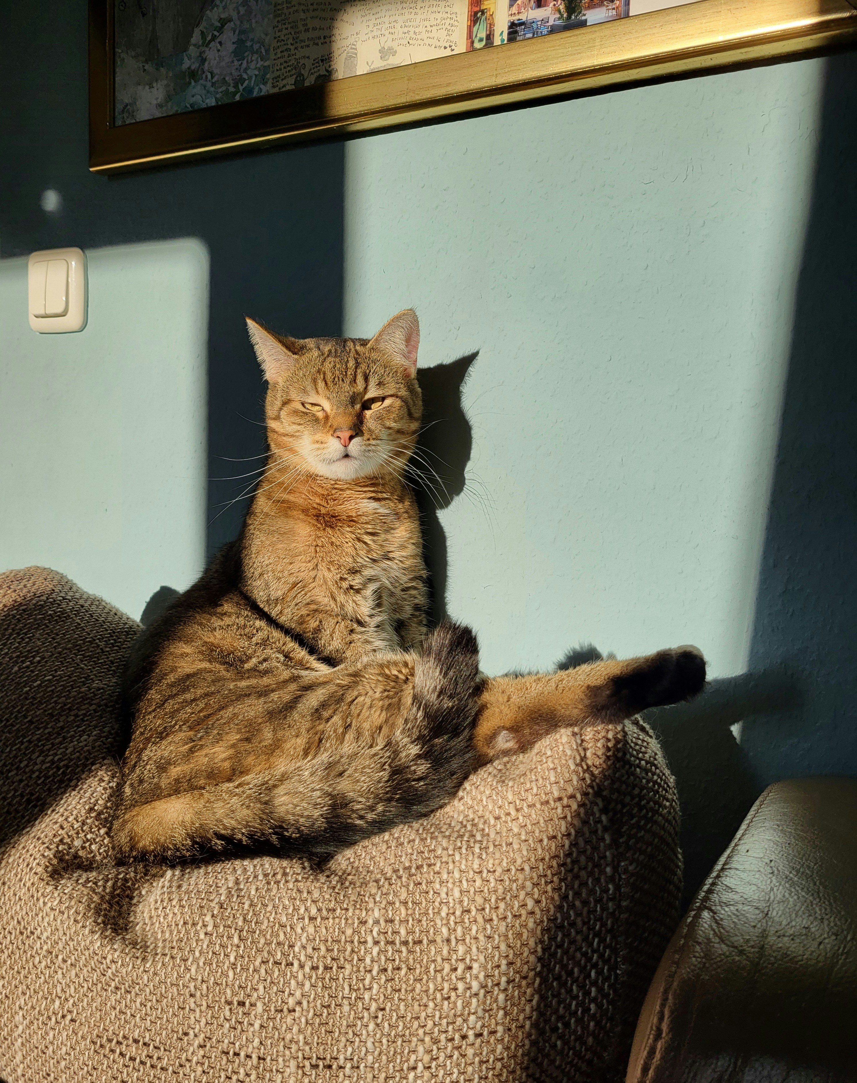 Golden orange tabby lounging on a textured beige couch, bathed in warm afternoon light.