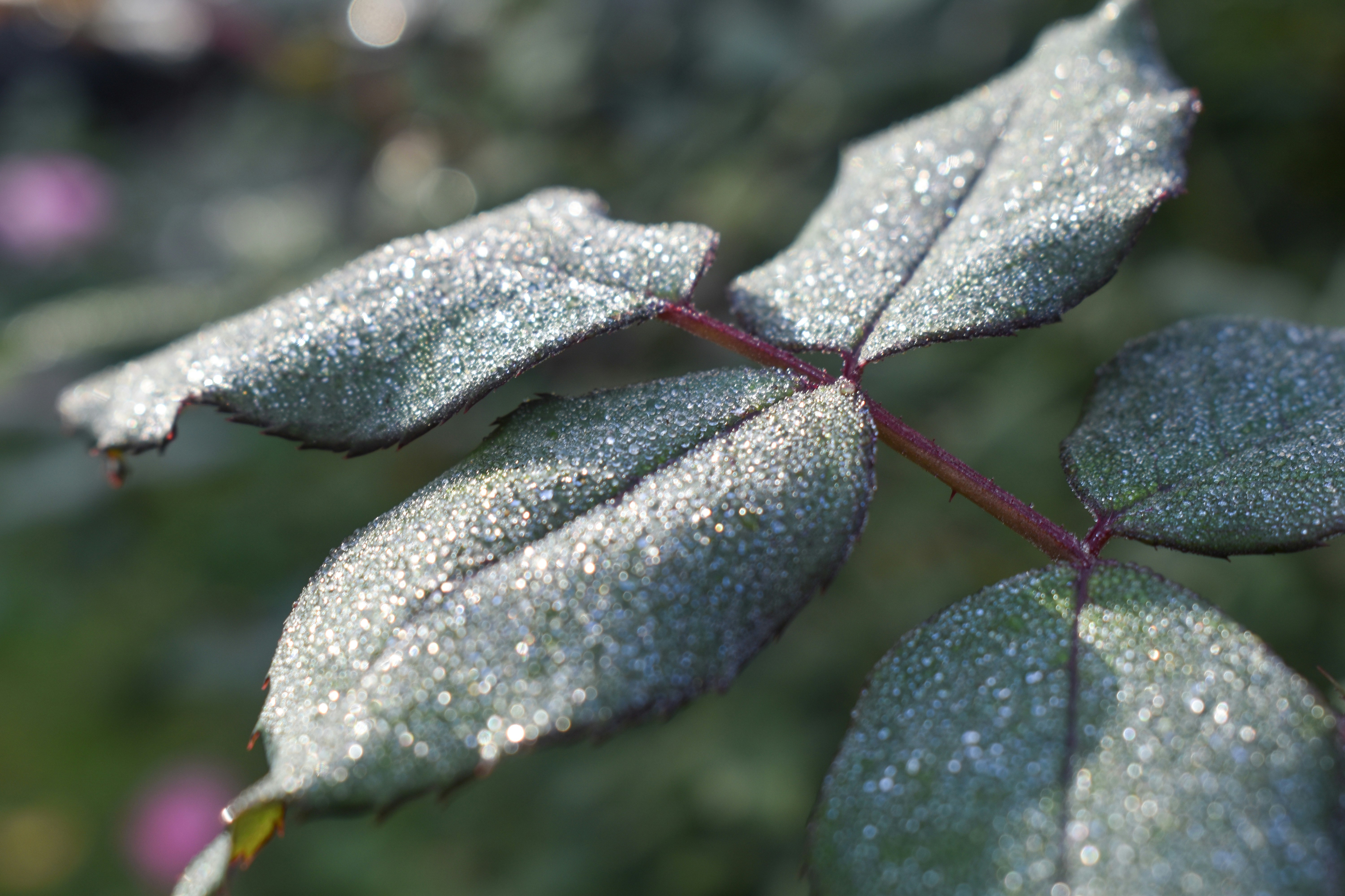Close-up of dew-kissed rose leaves shimmering under morning light.