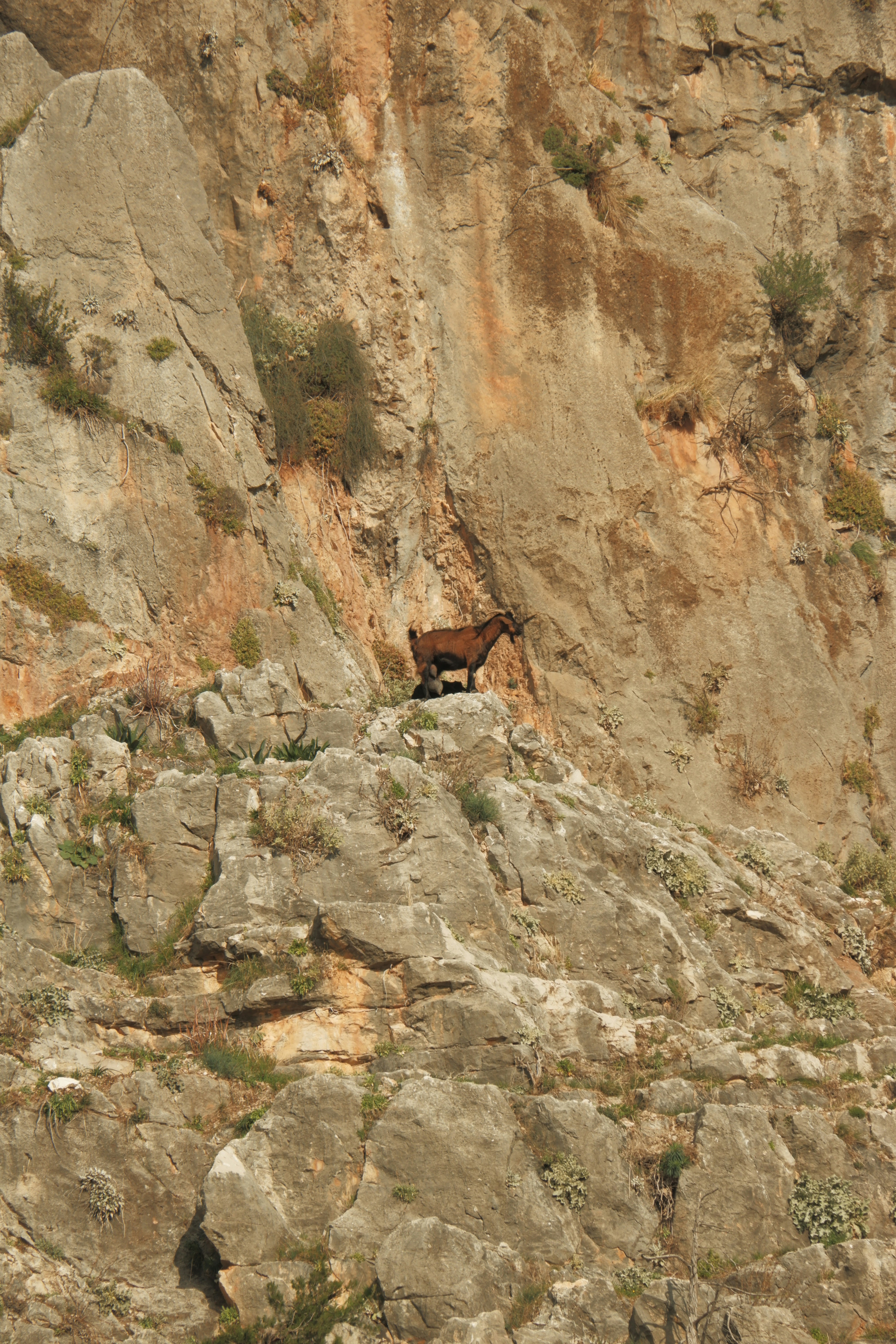 Sentinel on Stone: A Brown Horse on a Sunlit Cliff
