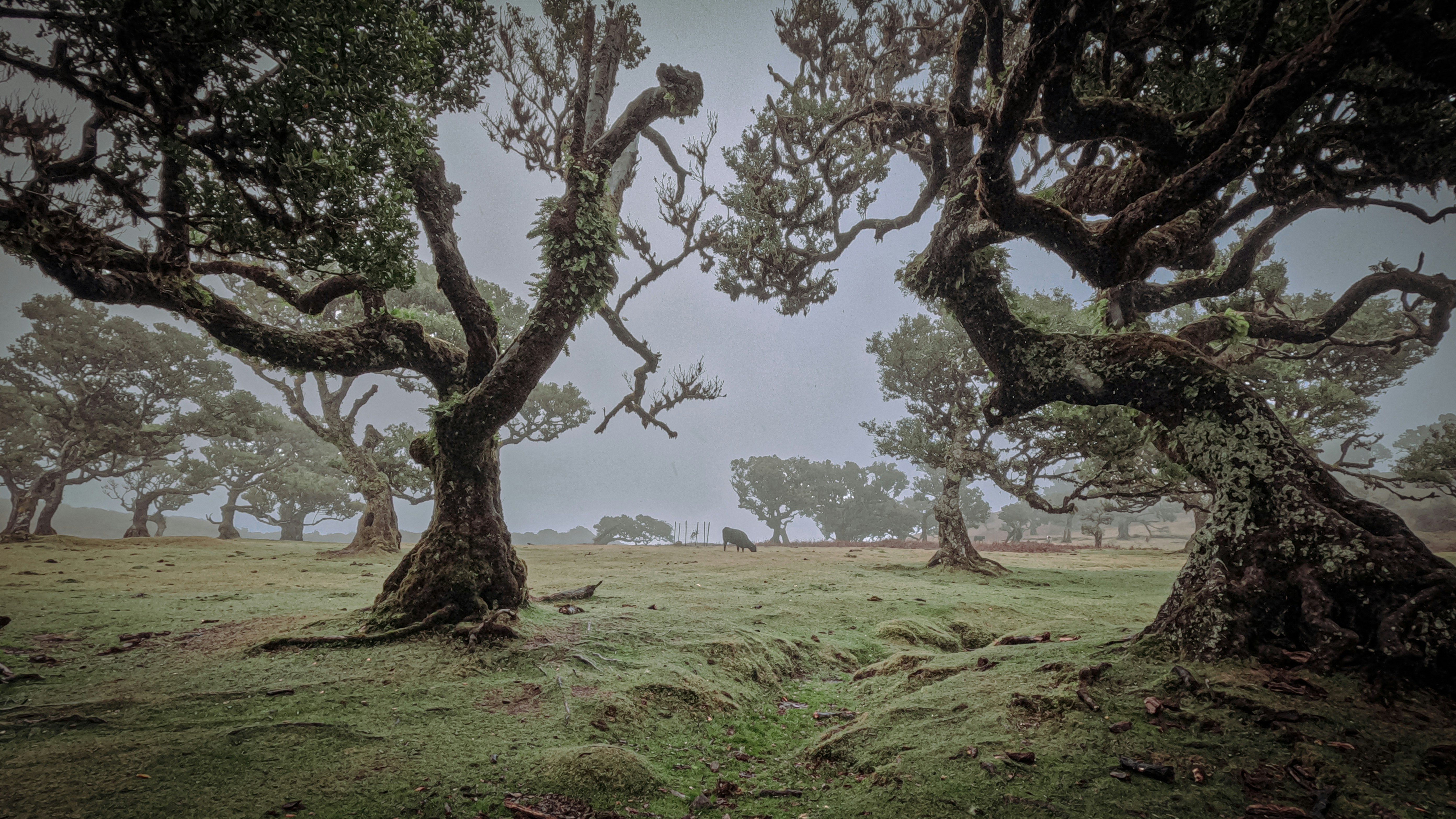 Whimsical Dance of Laurel TreesMilica Spasojevic