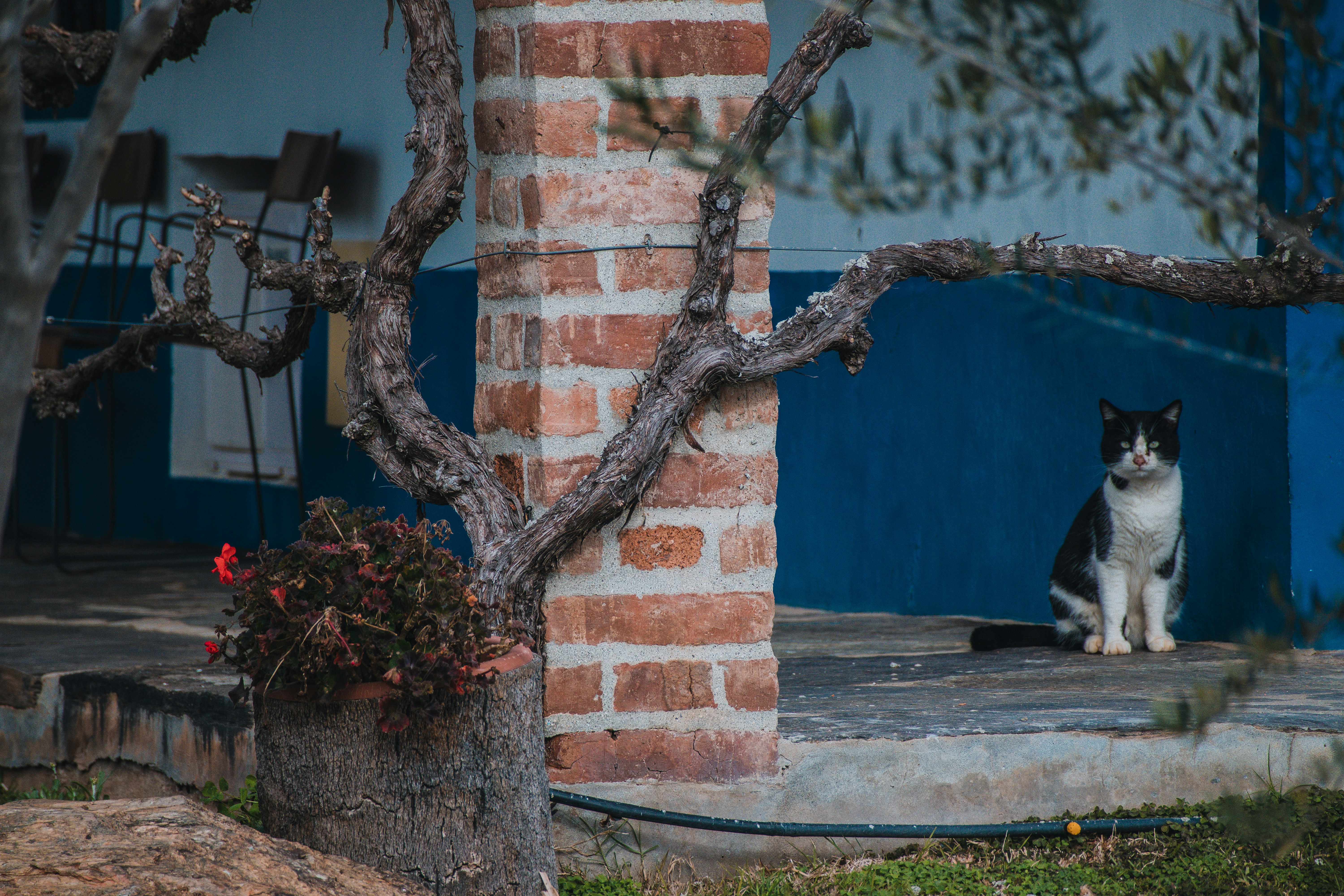 Watchful Cat by the Blue Courtyard Wall
