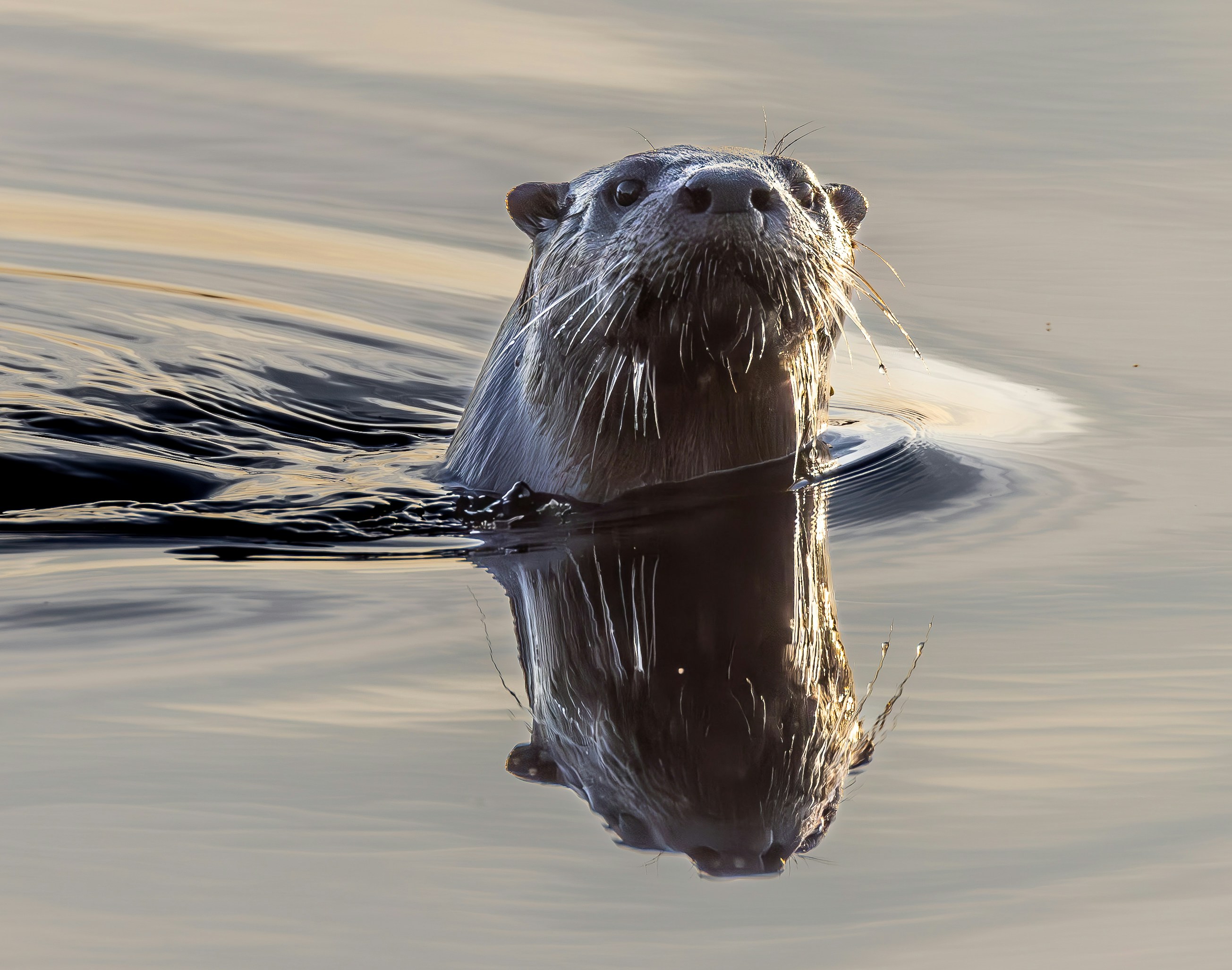 A close up of a small animal in the water photo – Free Grey Image on ...