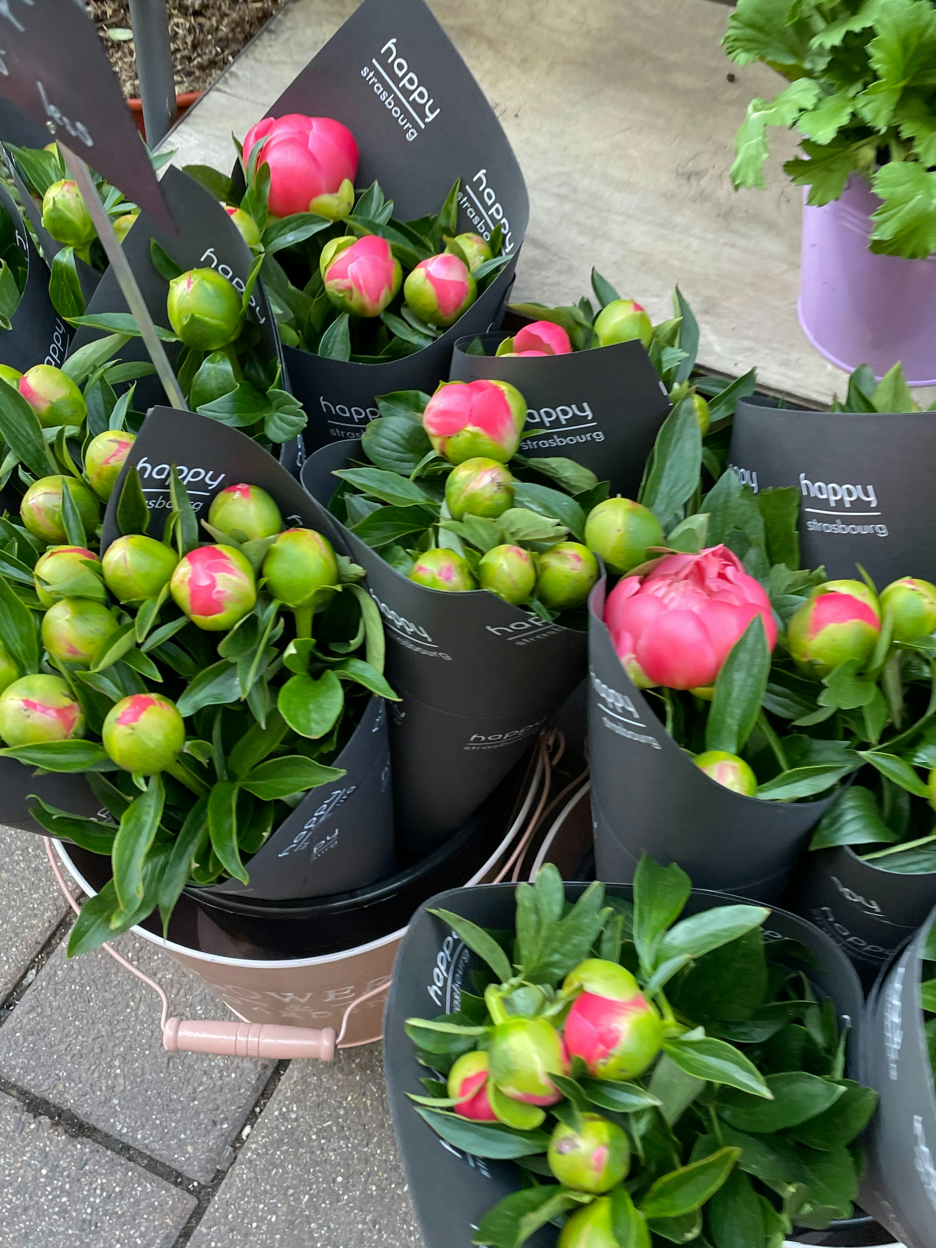 Pink Peony Buds in Matte-Black Wrappings at a Street-Side Plant Market