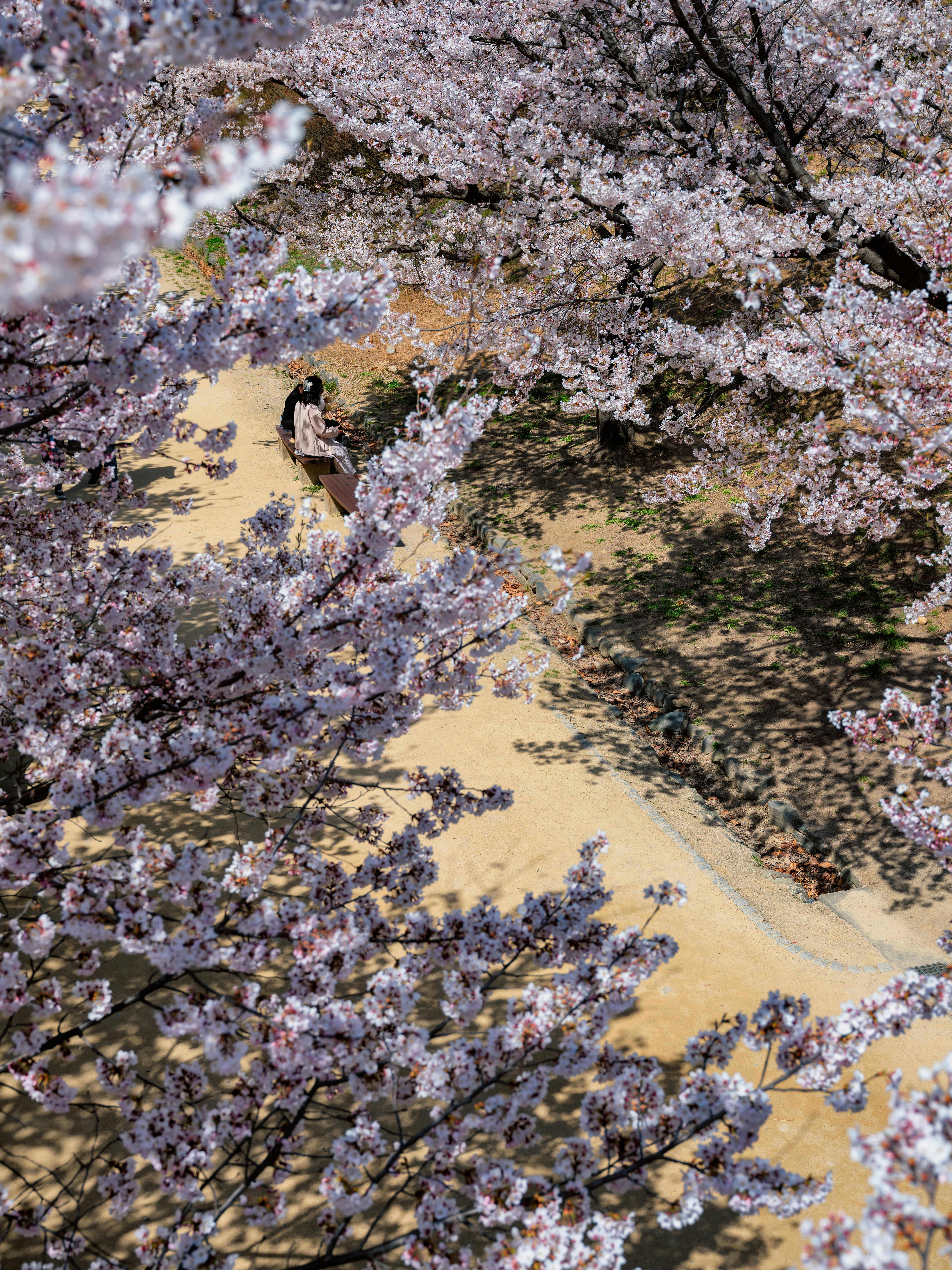 Whispering Petals: A Quiet Moment Beneath the Sakura Corridor