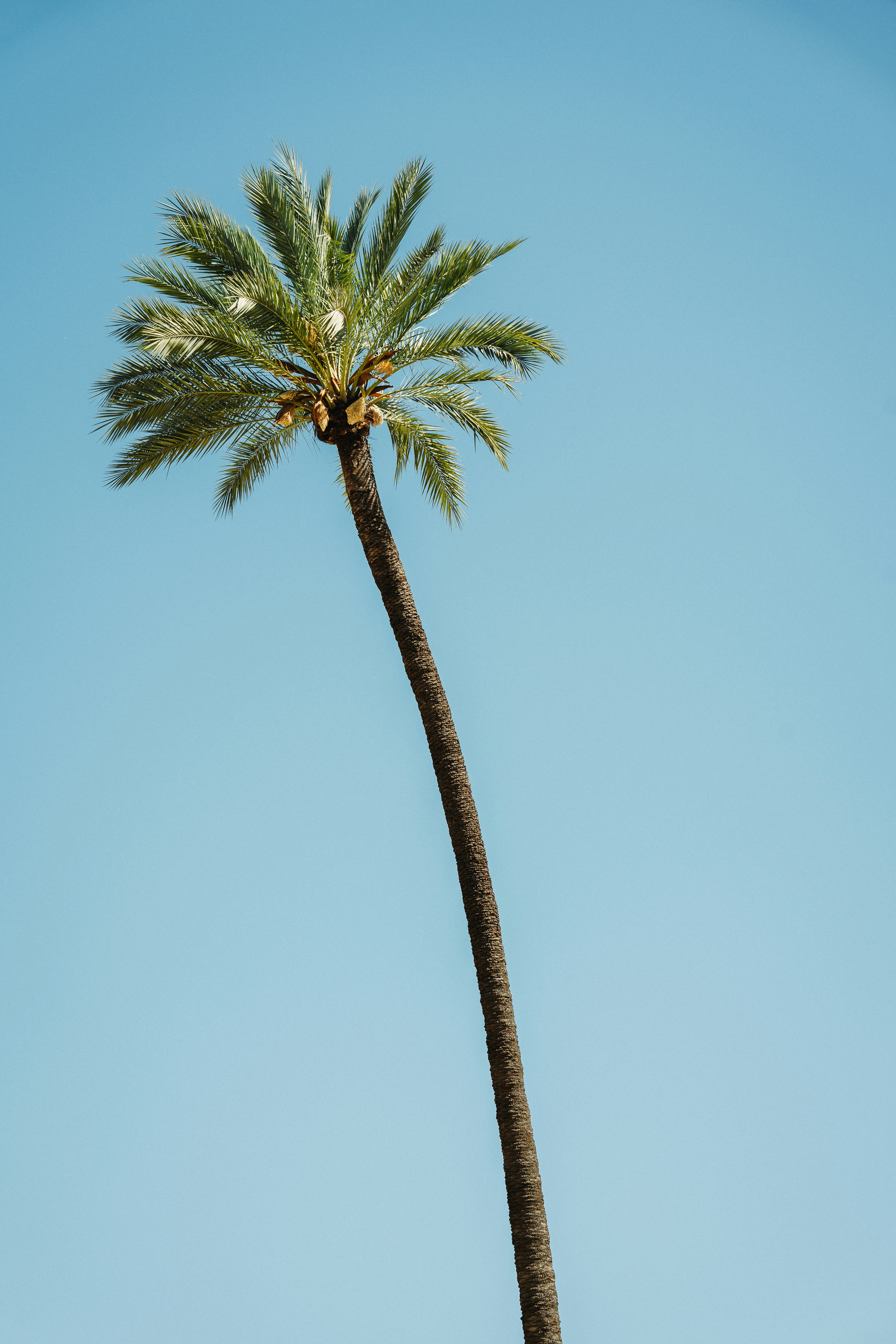 A palm tree with a blue sky in the background photo – Free Summer Image ...