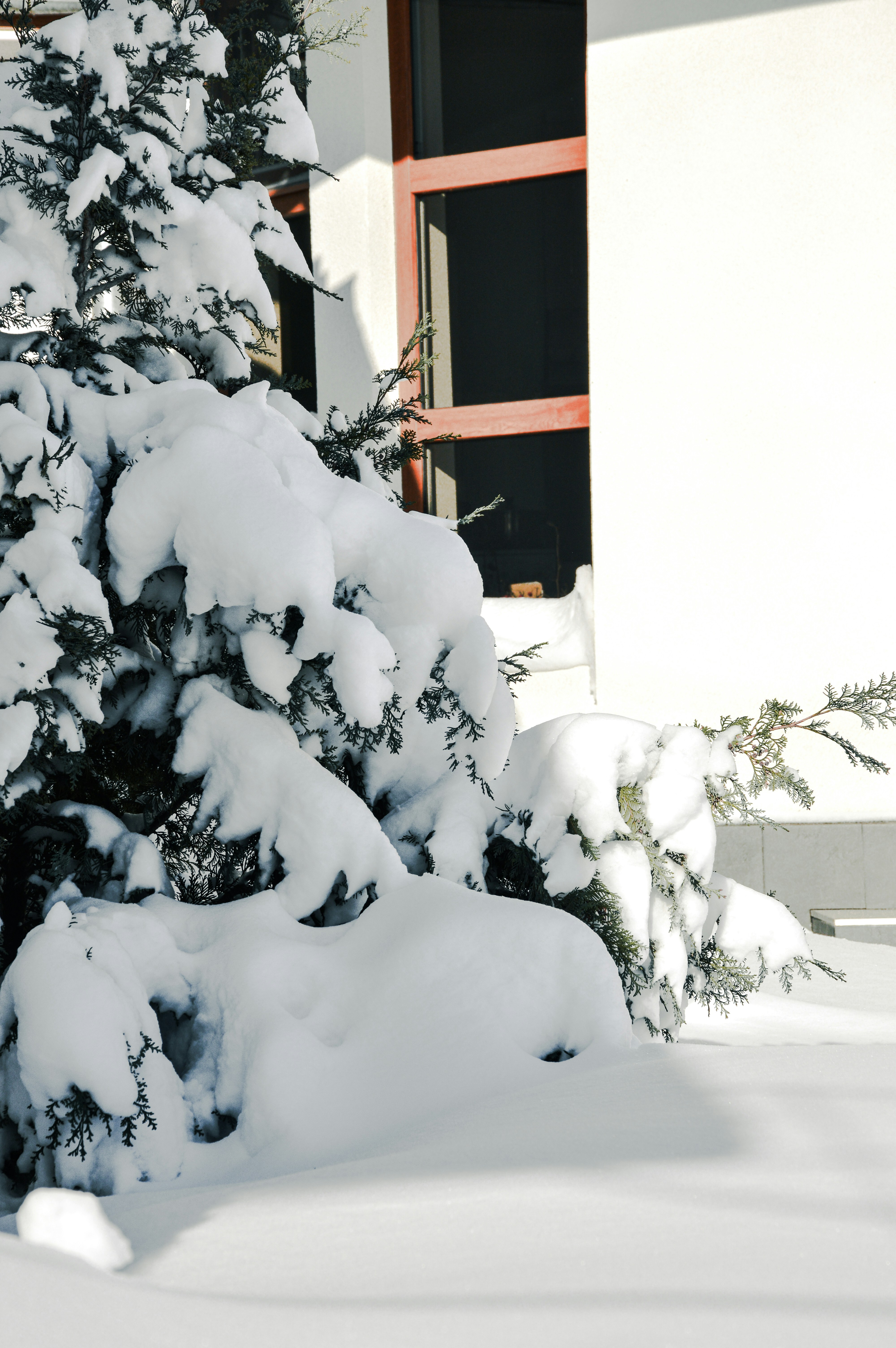 A snow covered evergreen tree next to a building photo – Free Nature ...