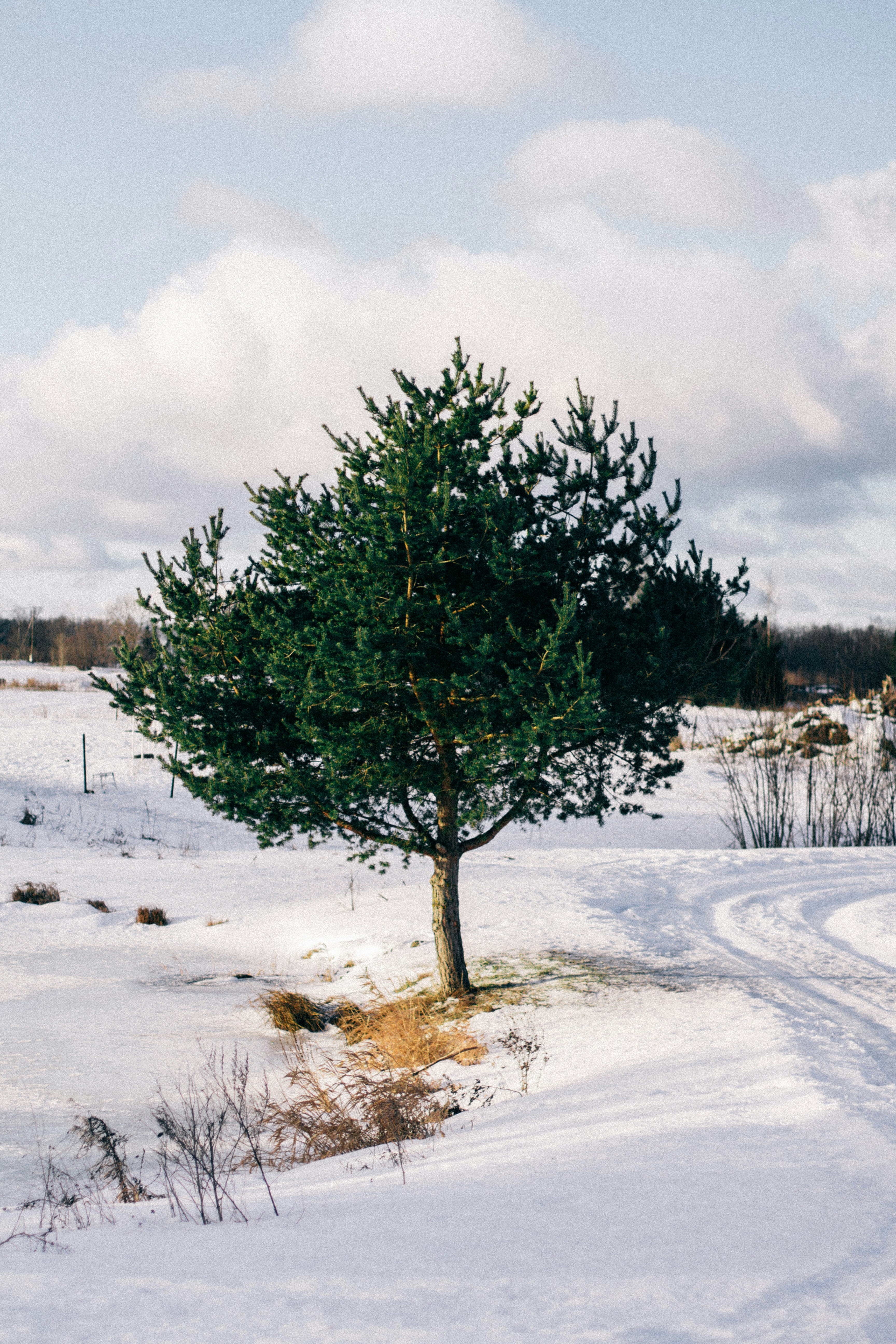 Lone Pine on a Quiet Snow-Cured Plain