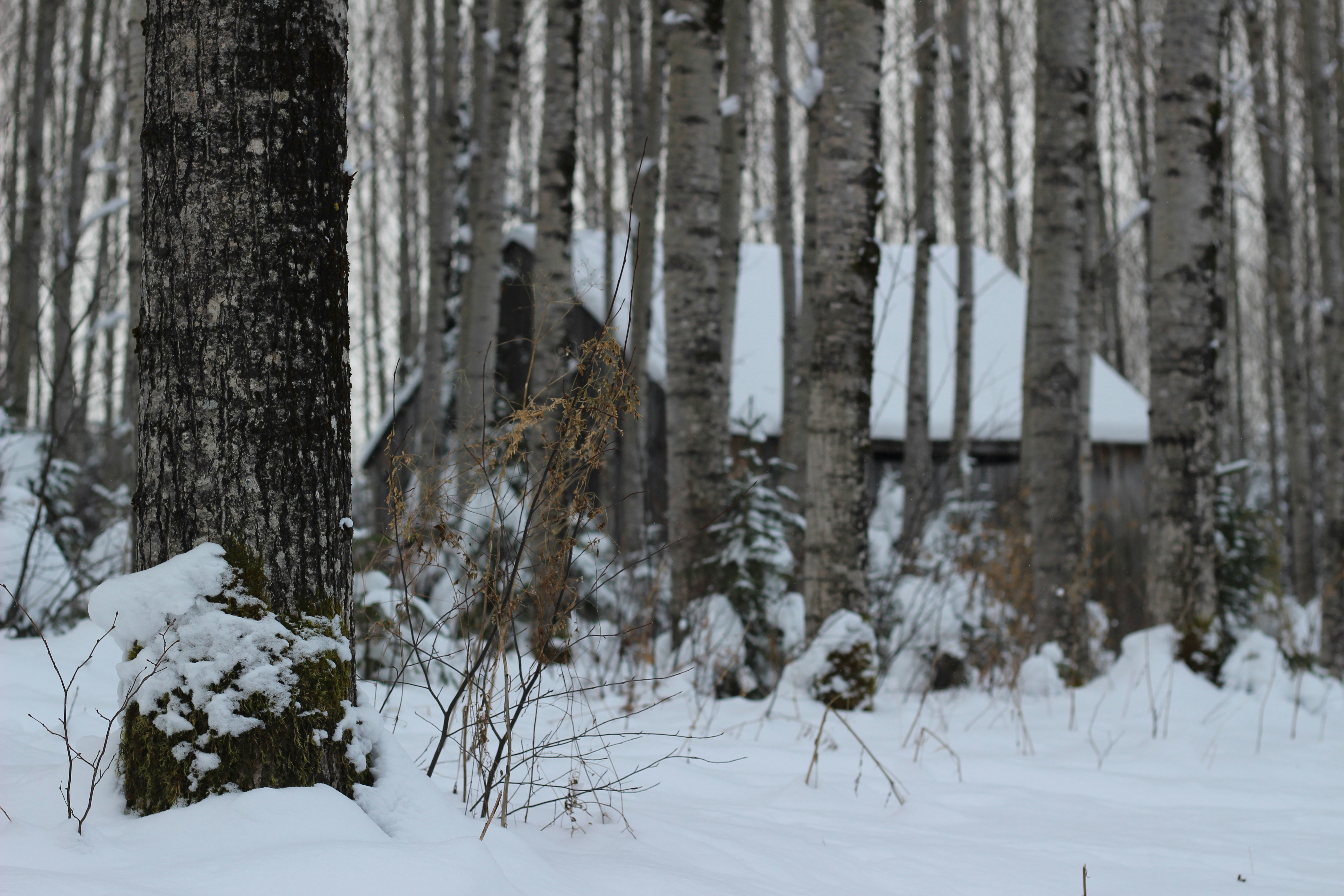 Silent Stag Among Snow-Dusted Birches