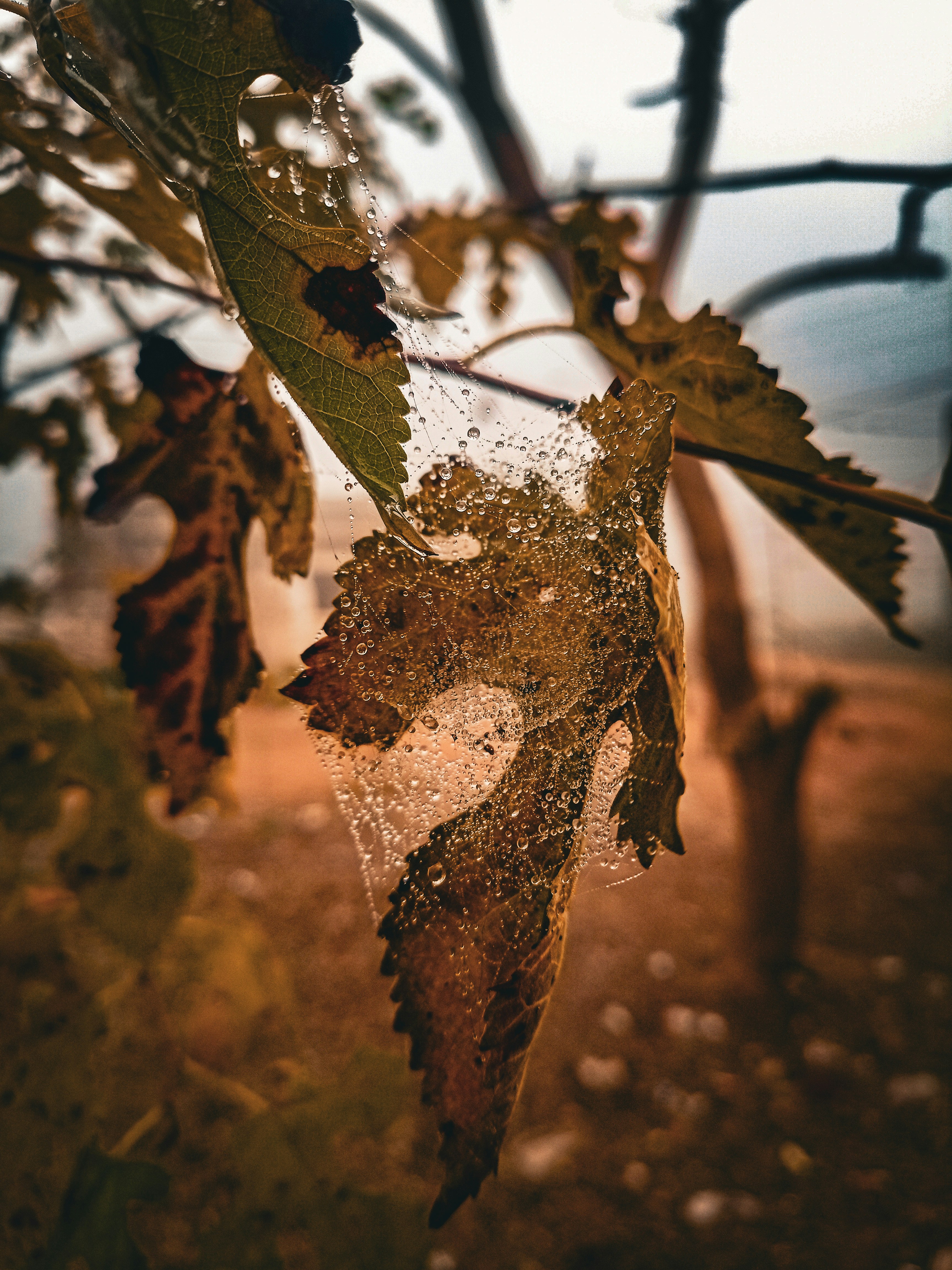A spider web hanging from a tree branch photo – Free Sargodha Image on ...