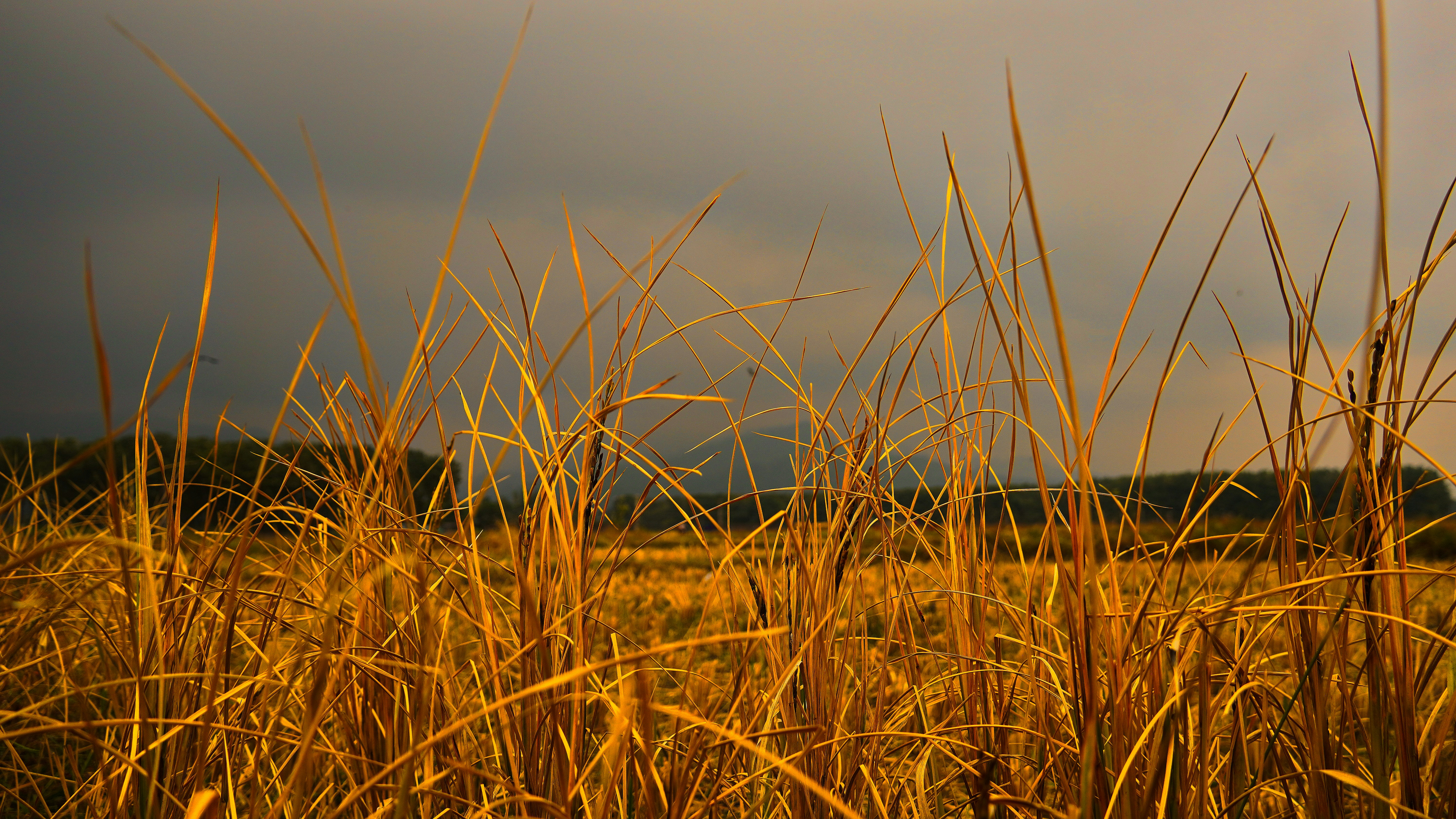 Dusk-Glowed Meadow: Wind-Tossed Golden Grasses on a Quiet Horizon