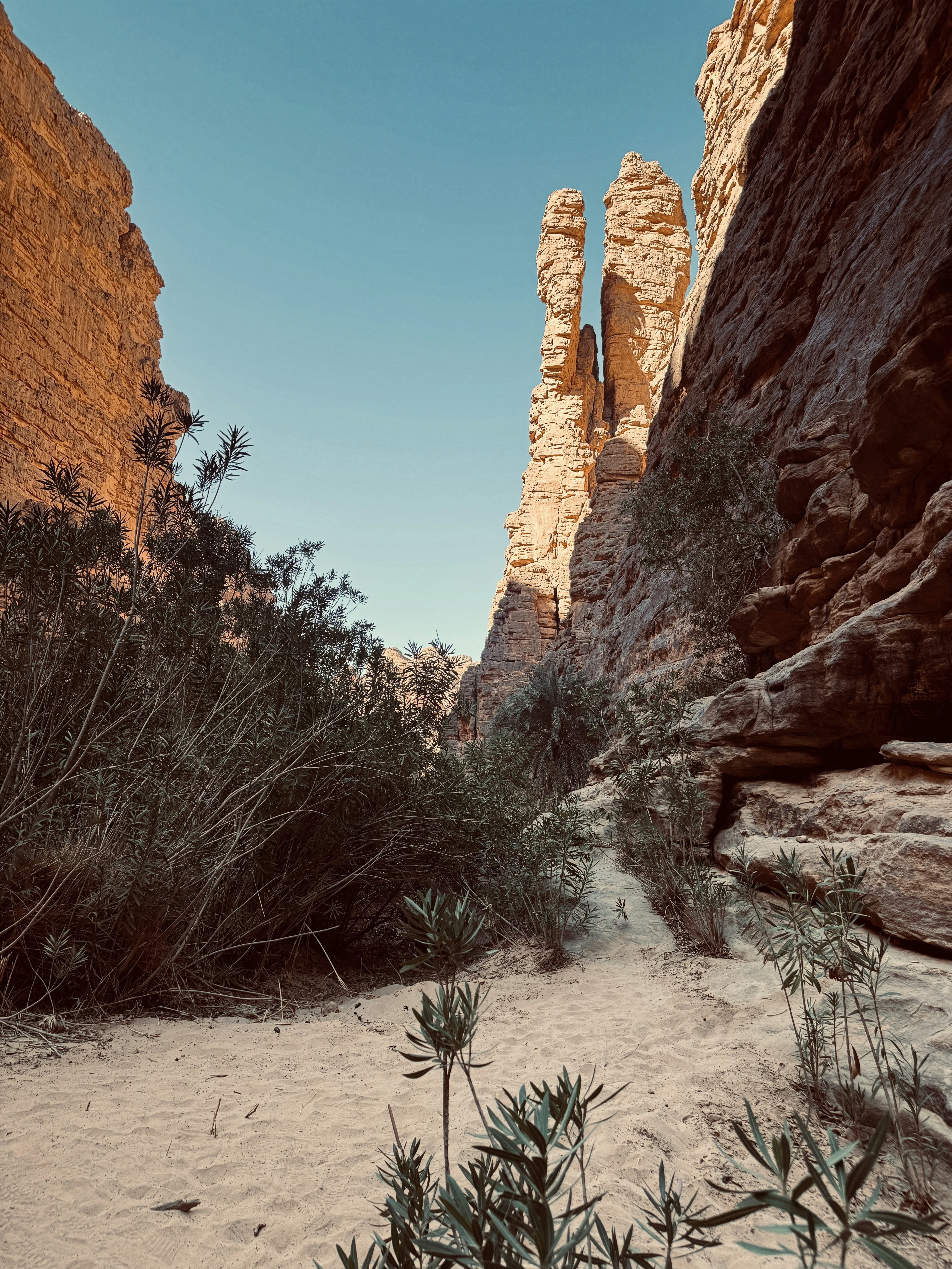 Un canyon étroit dans le désert avec des rochers et des plantes photo ...