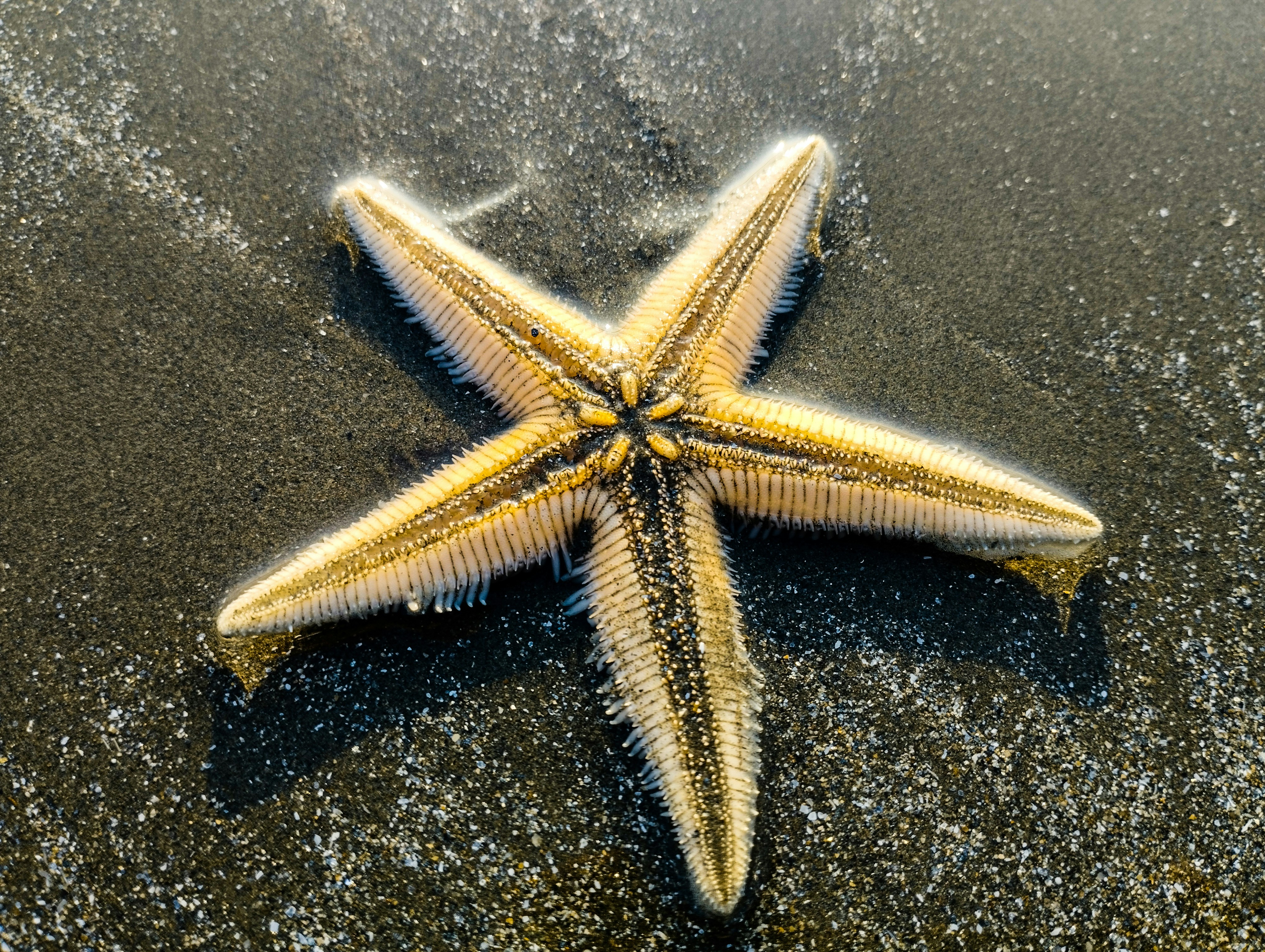 A starfish is laying on the sand at the beach photo – Free Animal Image ...