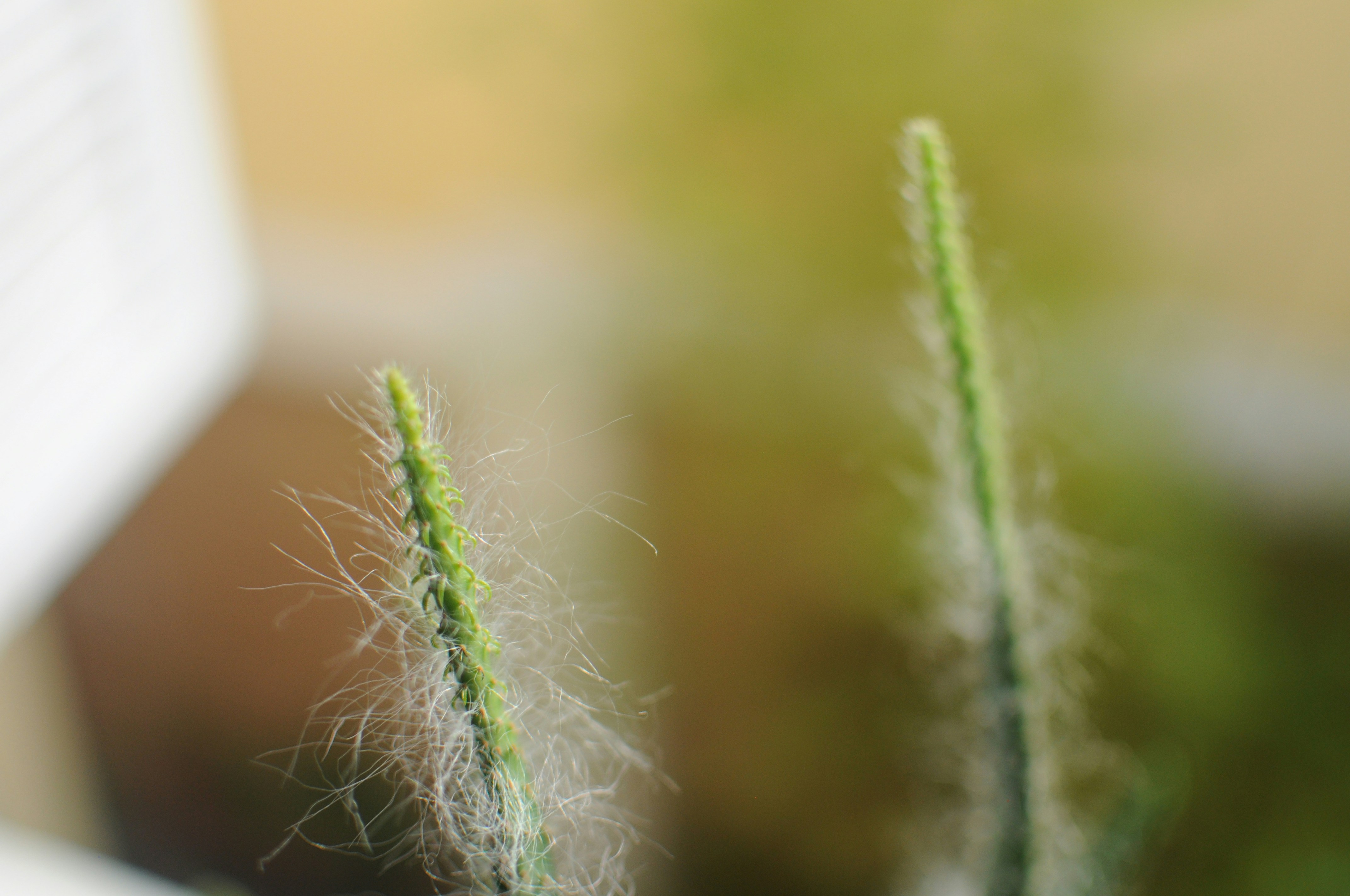 Velvet Spines: A Macro Moment of Green Cactus Hair