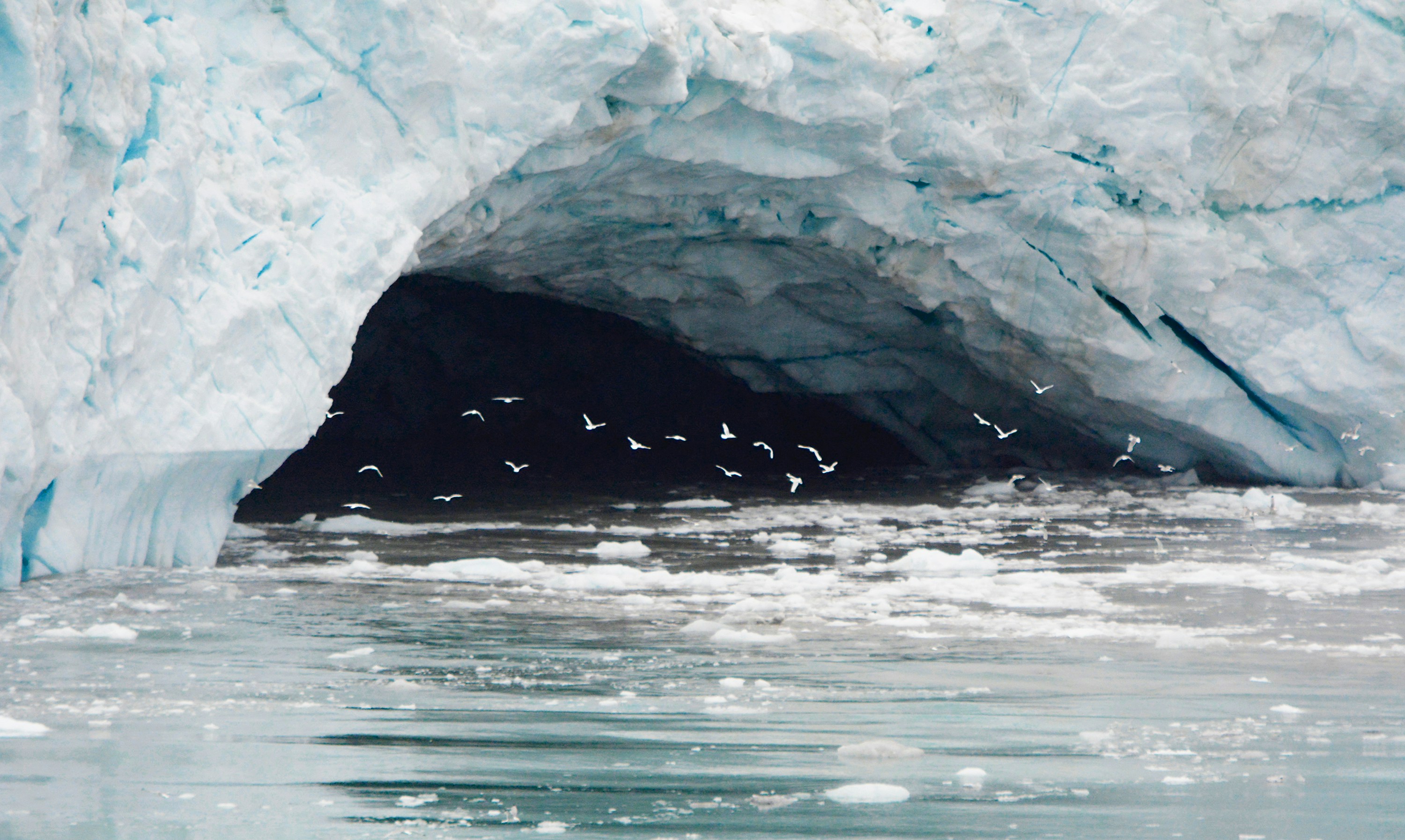 A group of birds flying over a large iceberg photo – Free Arctic birds ...
