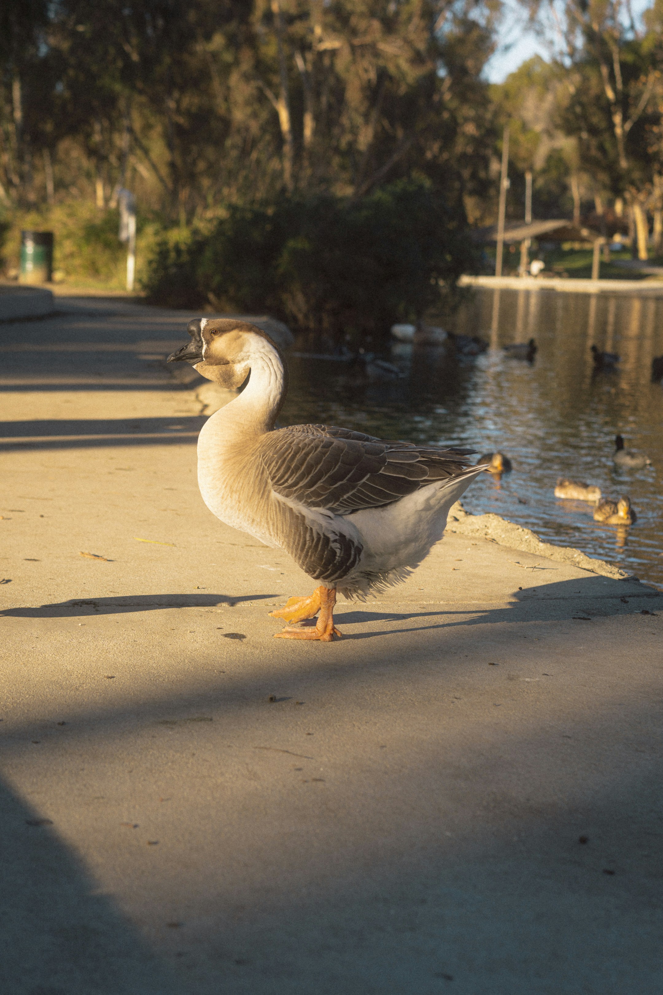 Late-afternoon Goose by the Lake