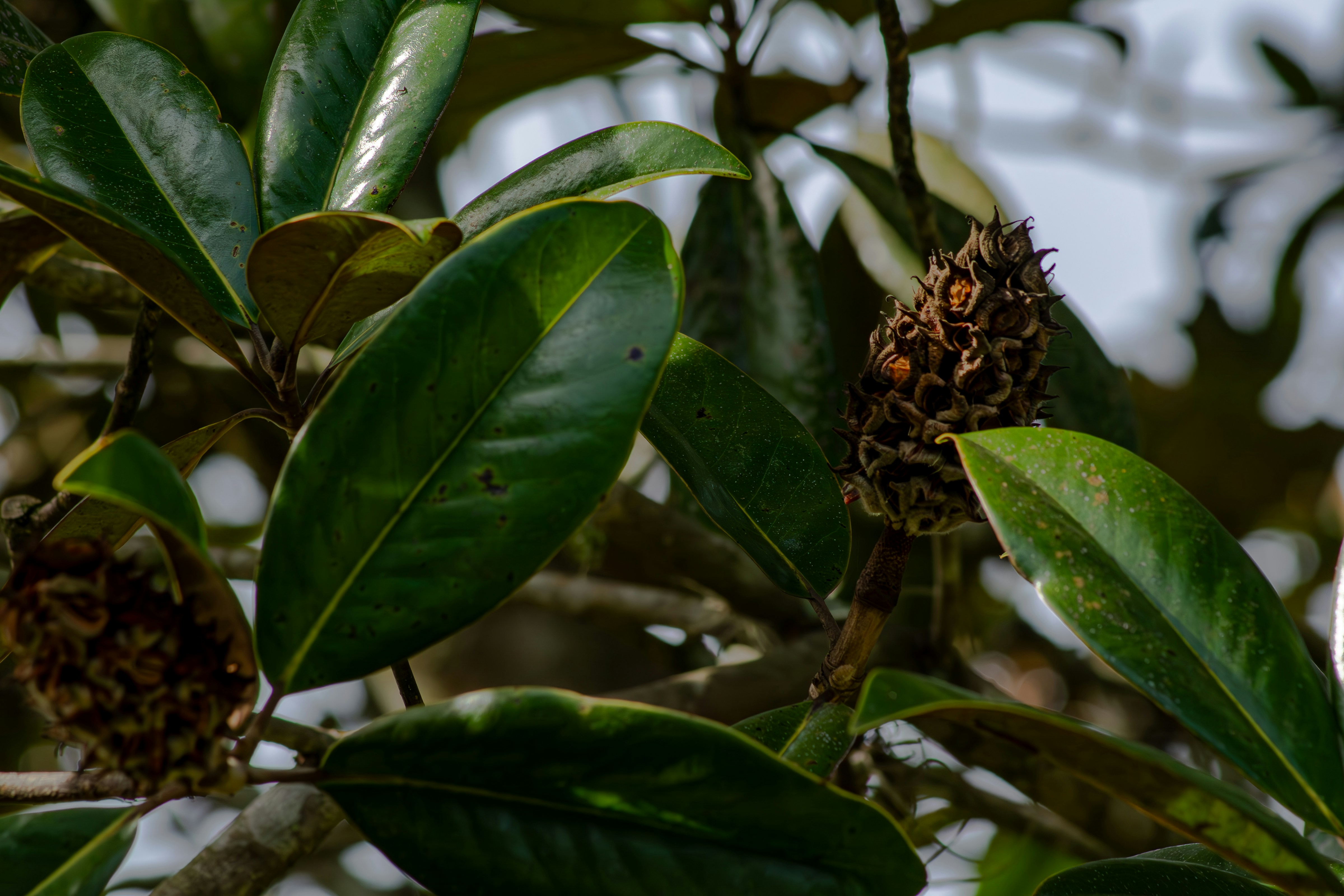 A close up of a tree with a bunch of leaves photo – Free Magnolia ...