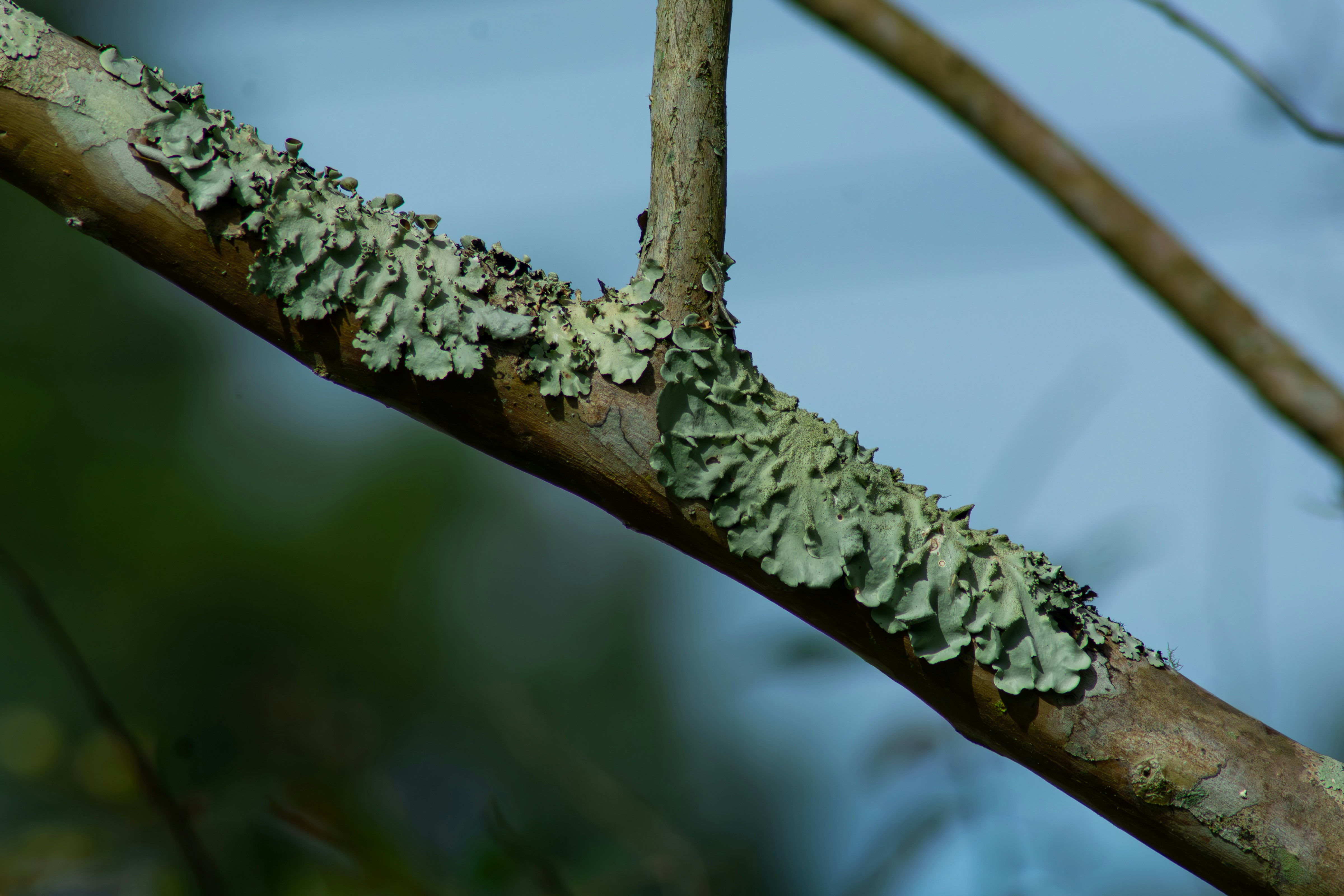 Un primer plano de la rama de un árbol con musgo creciendo en ella foto ...