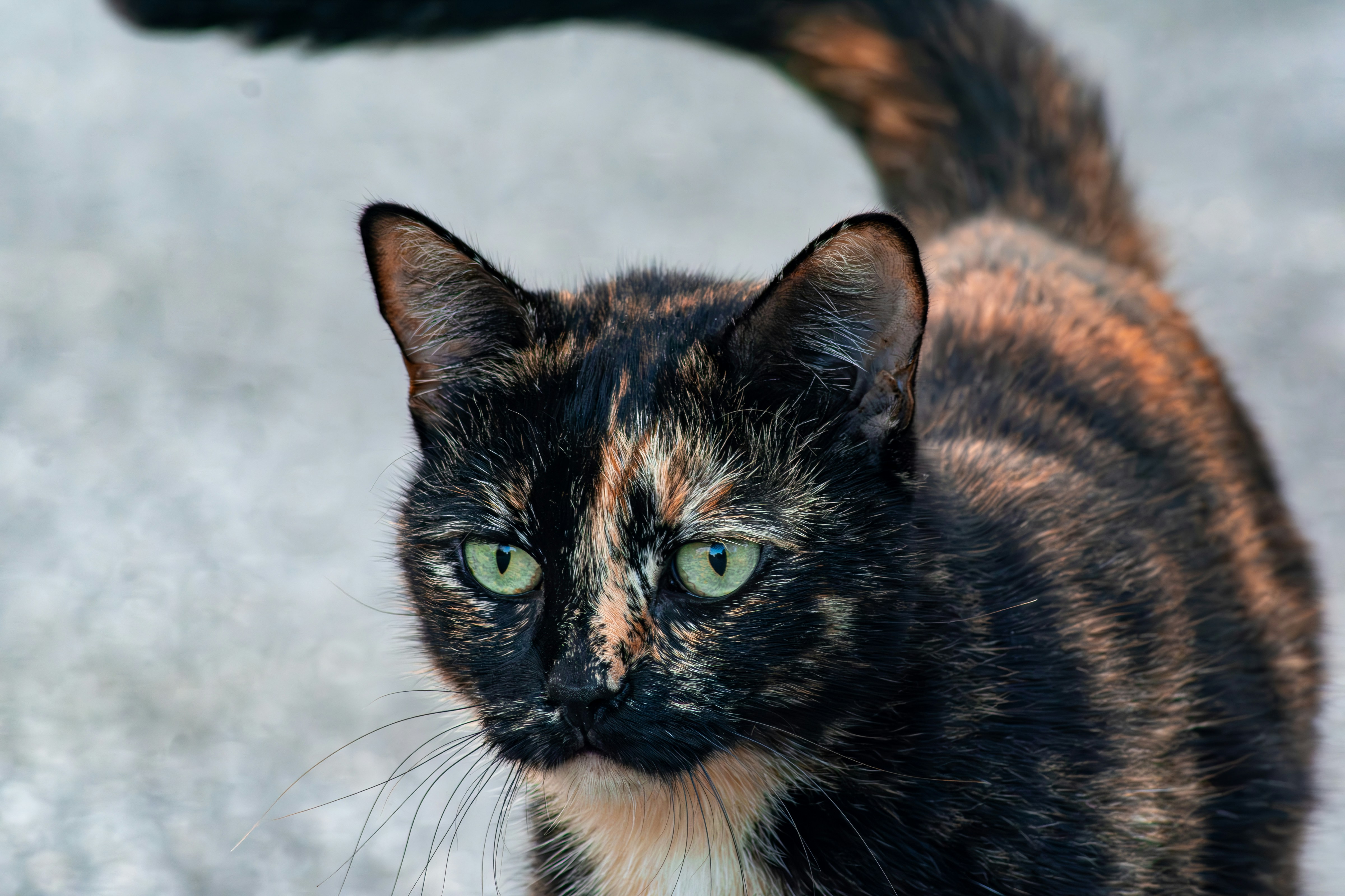 Tortoiseshell Cat Green Eyes