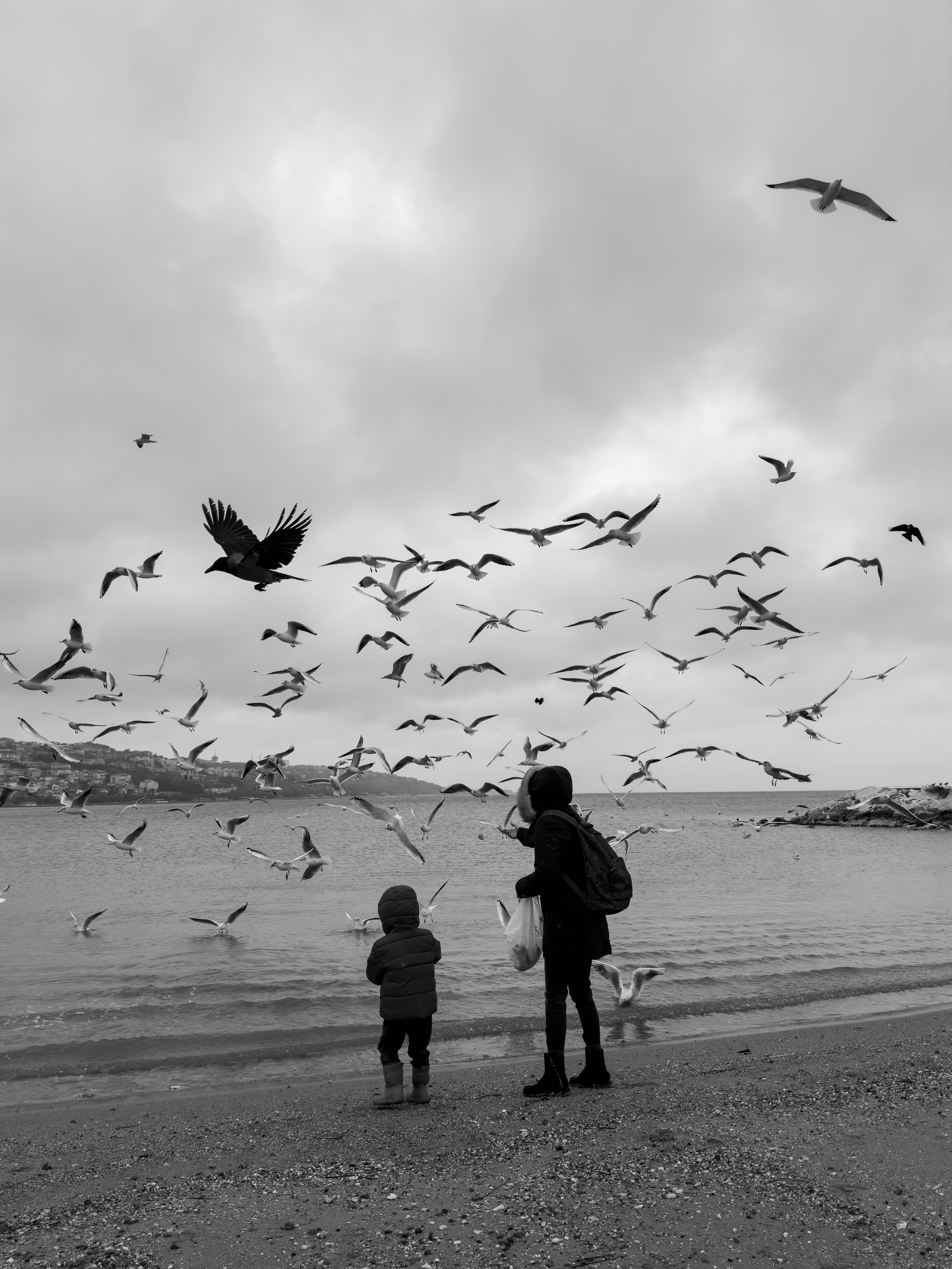 Seabirds Soar Over a Shoreline Meeting