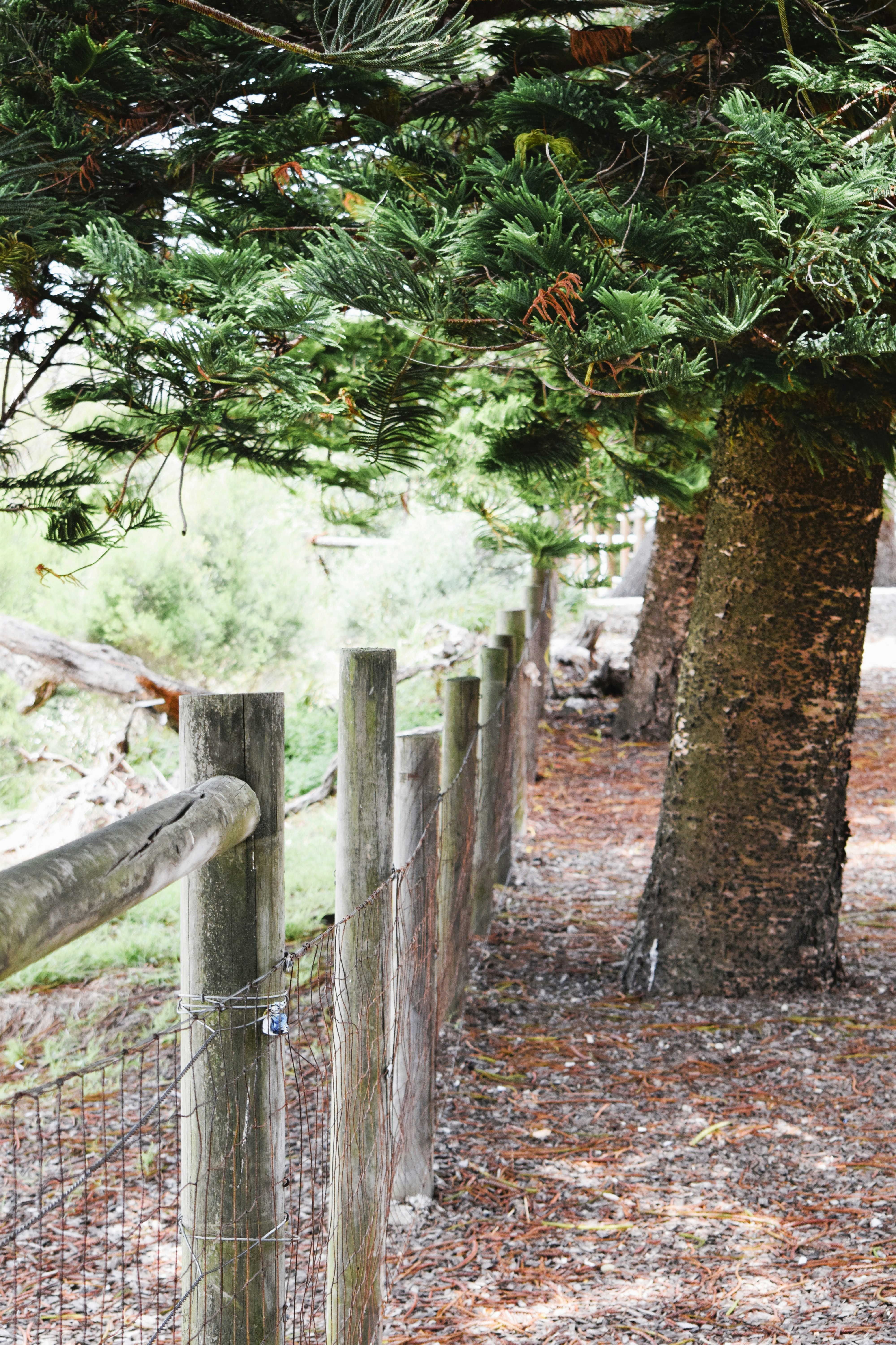 Fence-Line Corridor Under a Pine Canopy