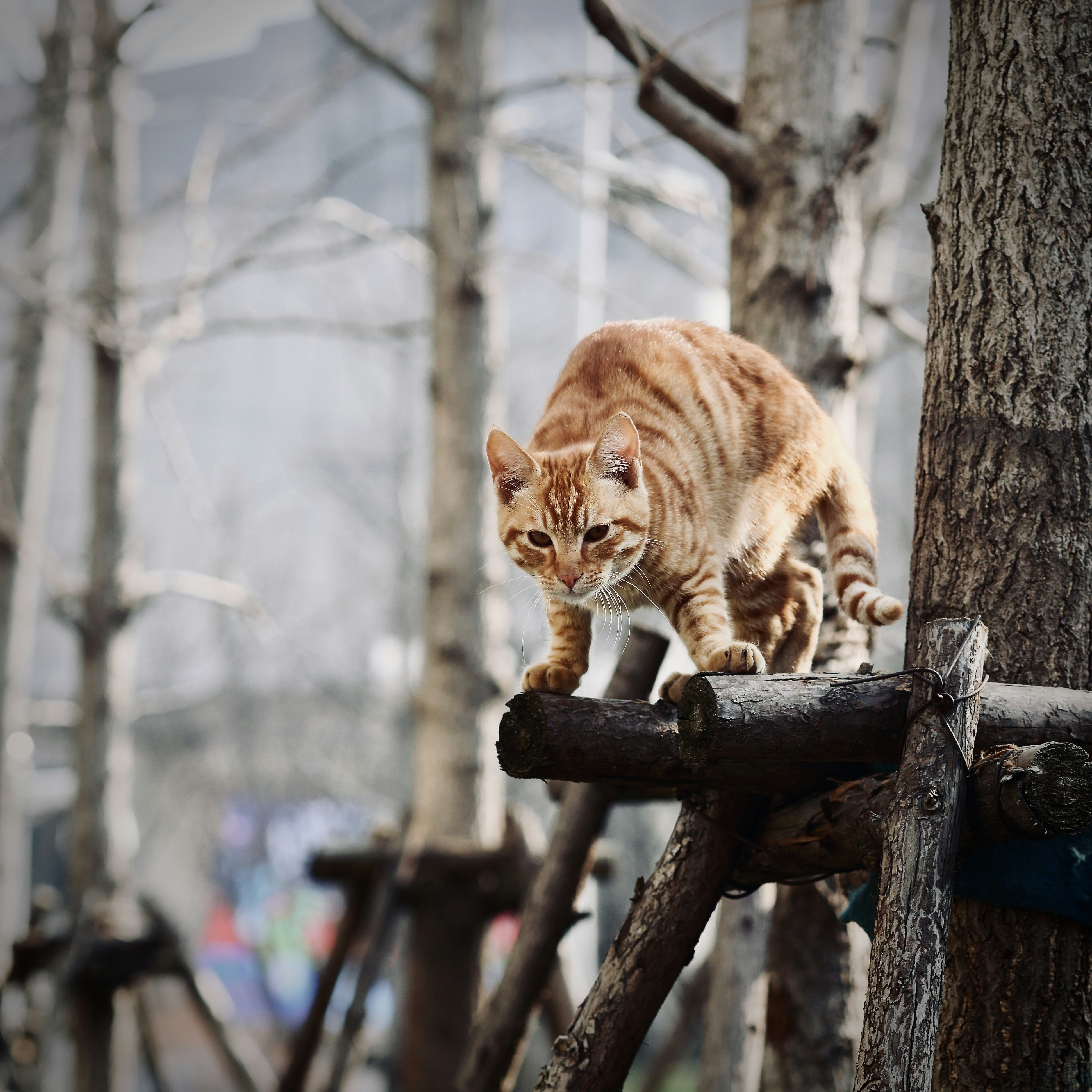 A cat walking on a tree branch in a forest photo – Free Cat Image on ...