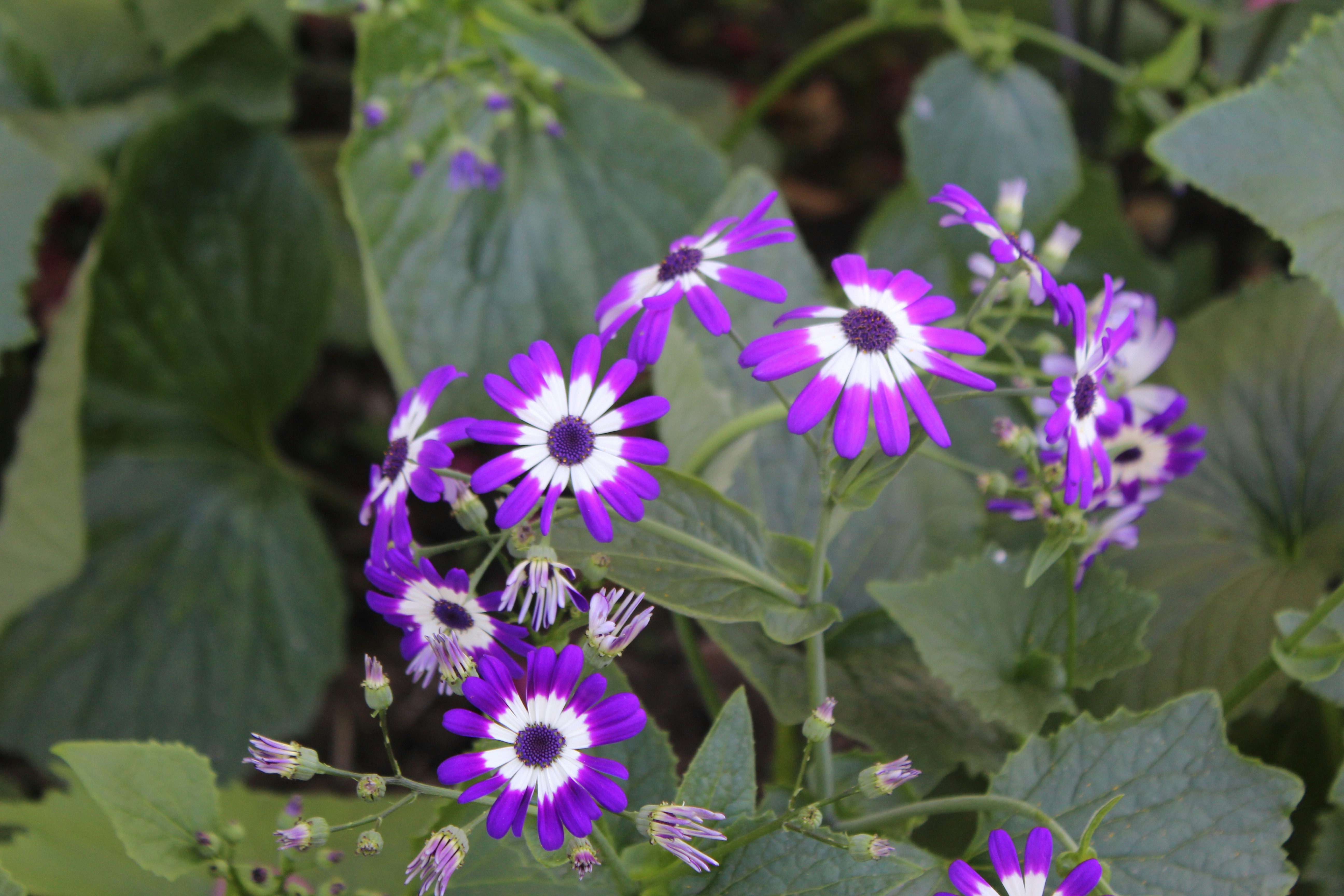 Azul Pervinca Fotos | Baixe imagens gratuitas na Unsplash