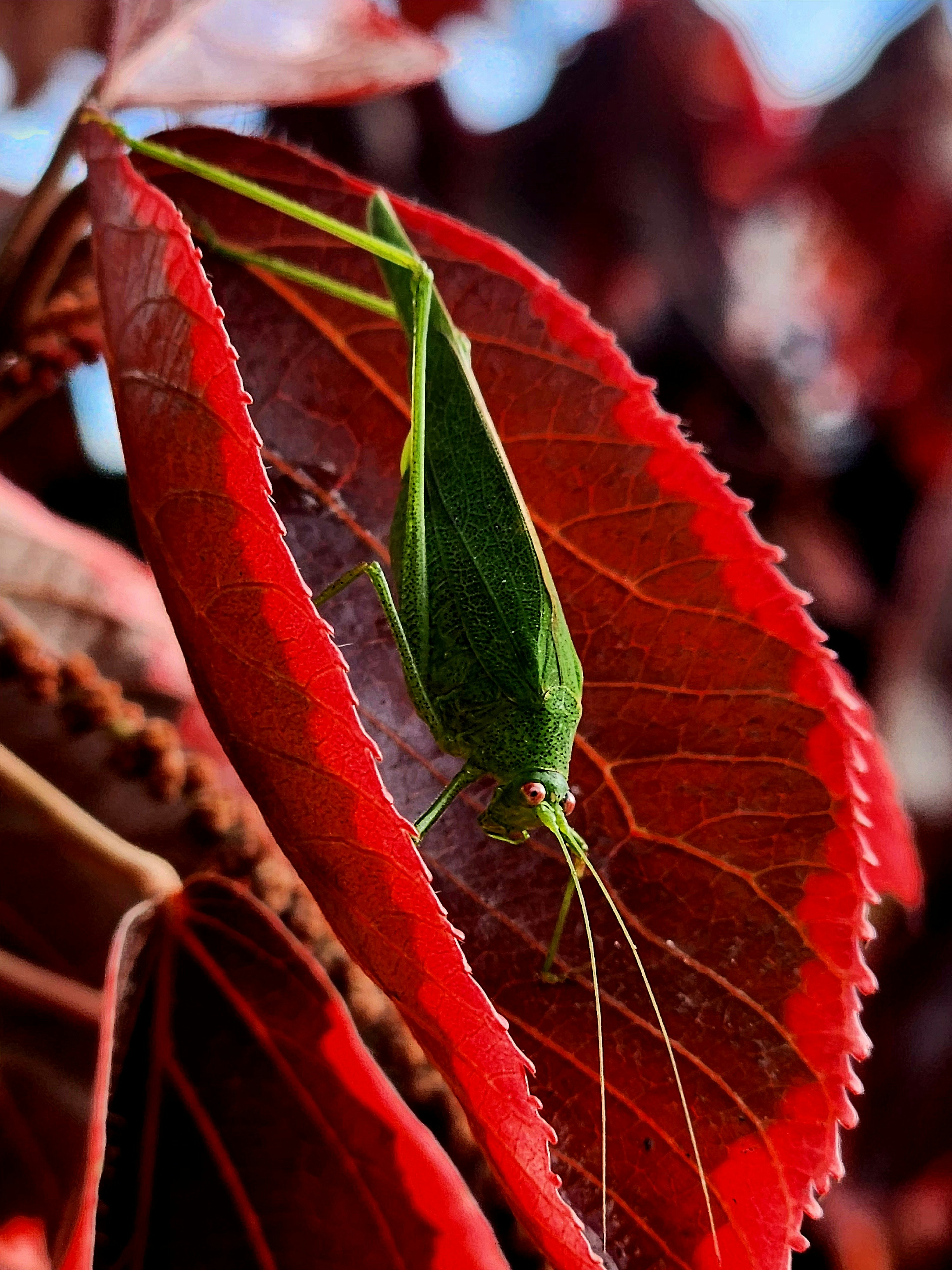 Emerald Mantis on Crimson Vein: a Leaf-Covered Camouflage