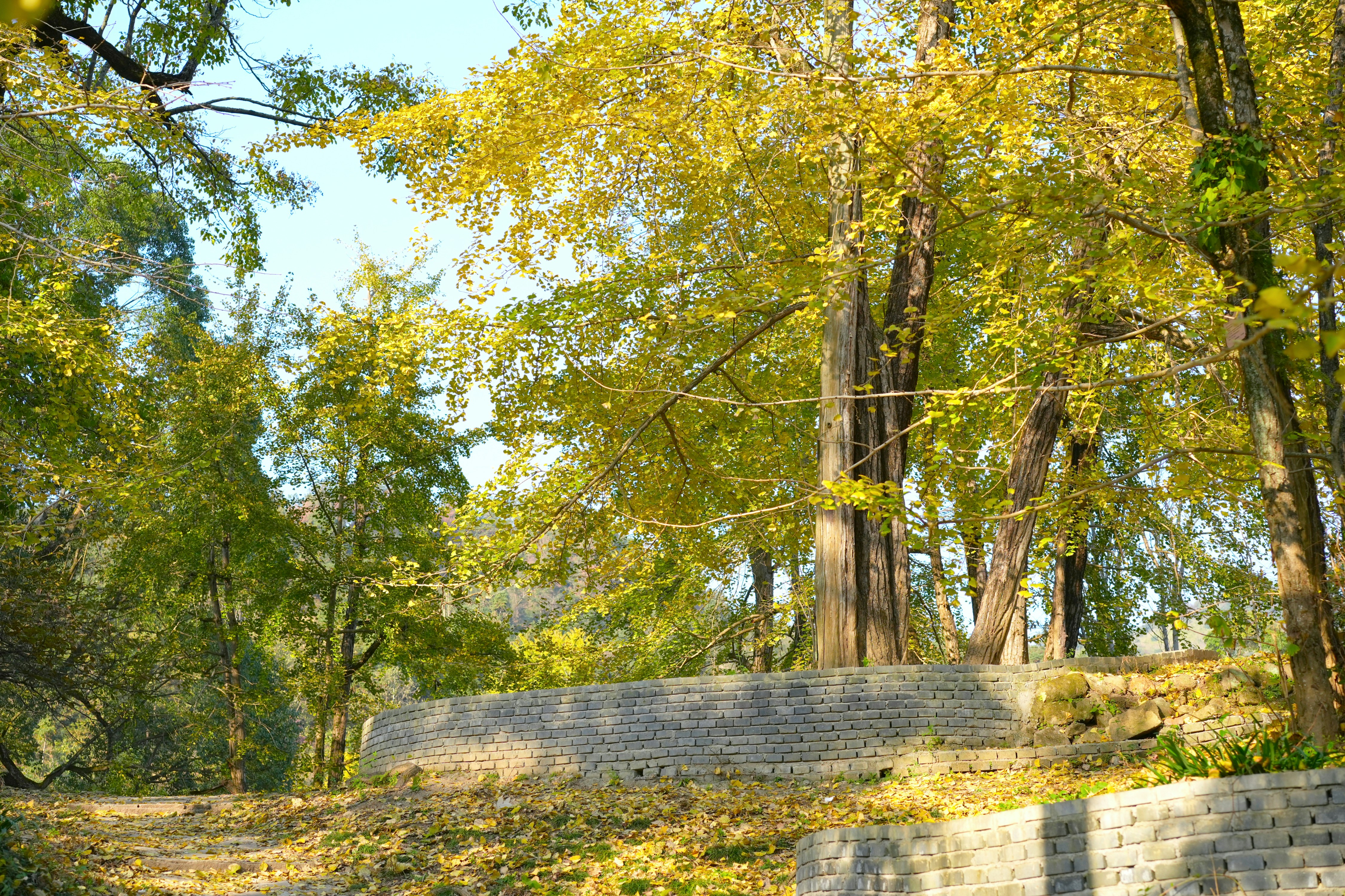 Stone wall nestled in a sunlit forest with golden autumn foliage.