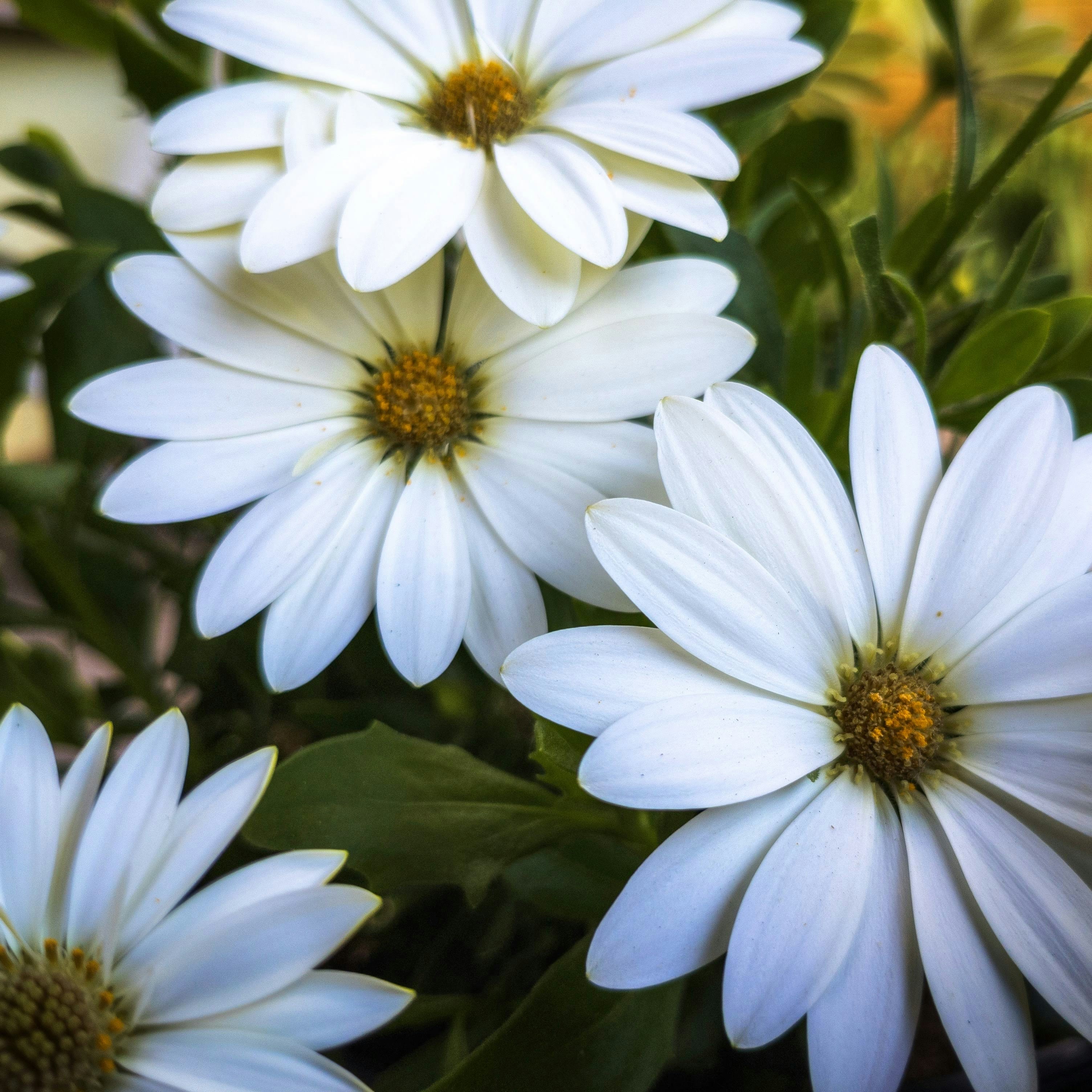 This image features a cluster of pristine white daisies with sunlit centers casting a warm, golden hue. The petals spread out symmetrically, their whiteness a stark and beautiful contrast against the dark green foliage in the background. The soft focus on the surrounding blooms creates a gentle depth of field, drawing attention to the crisp, detailed foreground flowers. The composition conveys the delicate allure and purity of these classic symbols of innocence and simplicity in the world of flora.
