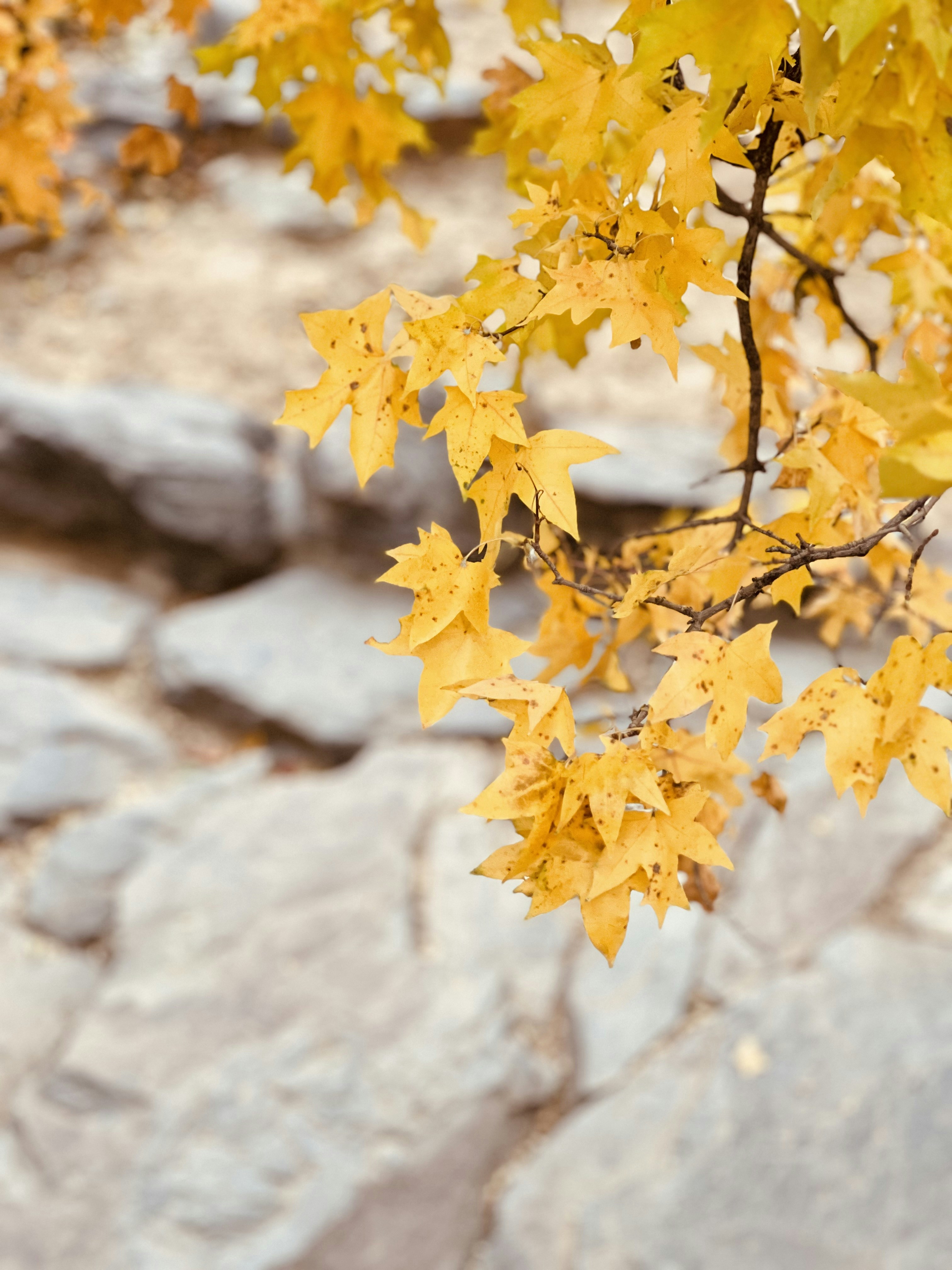Golden Maple Cascade Across Weathered Stone