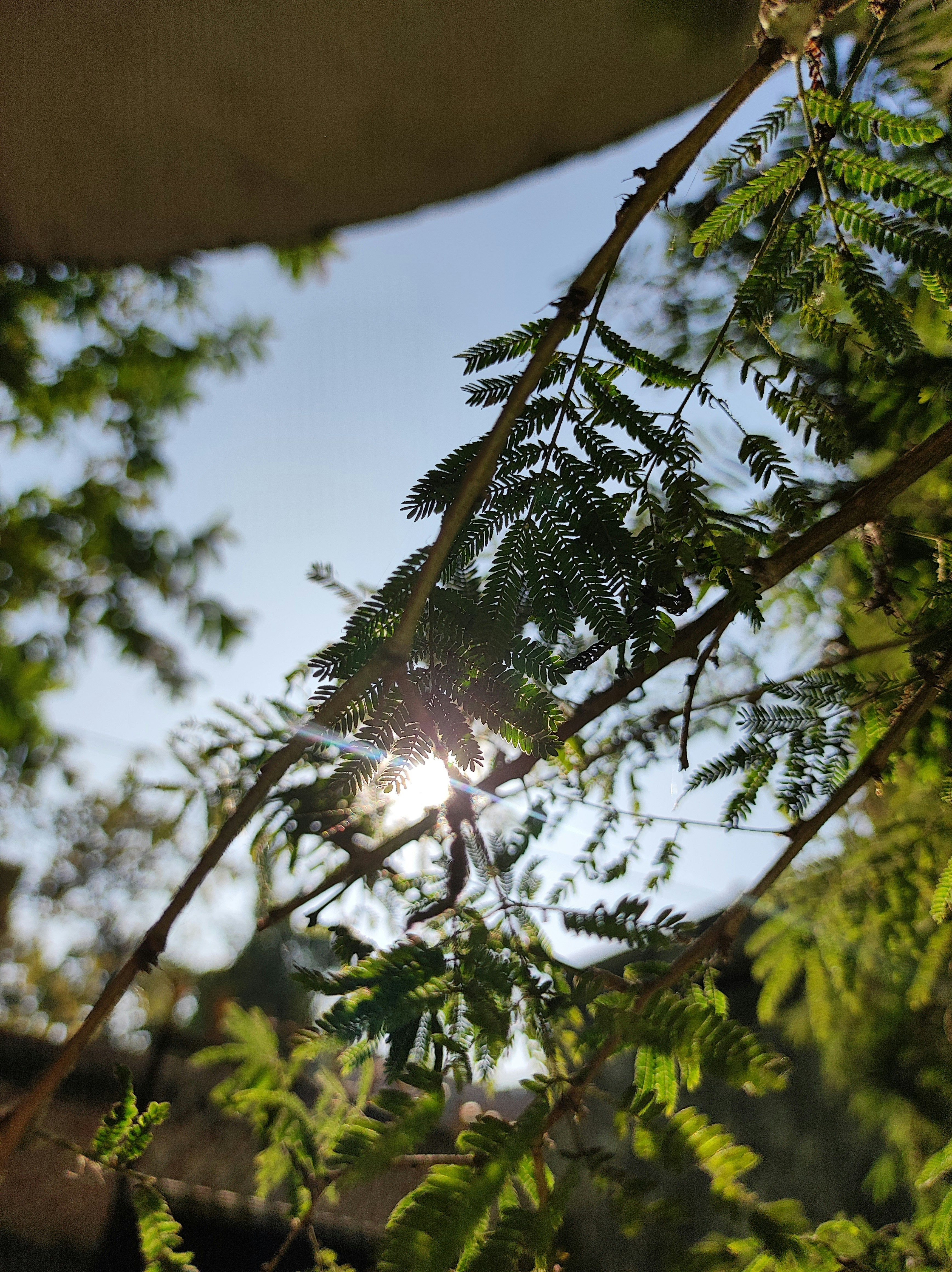 Sunlit Fern: A Quiet Macro of Light Through Delicate Fronds