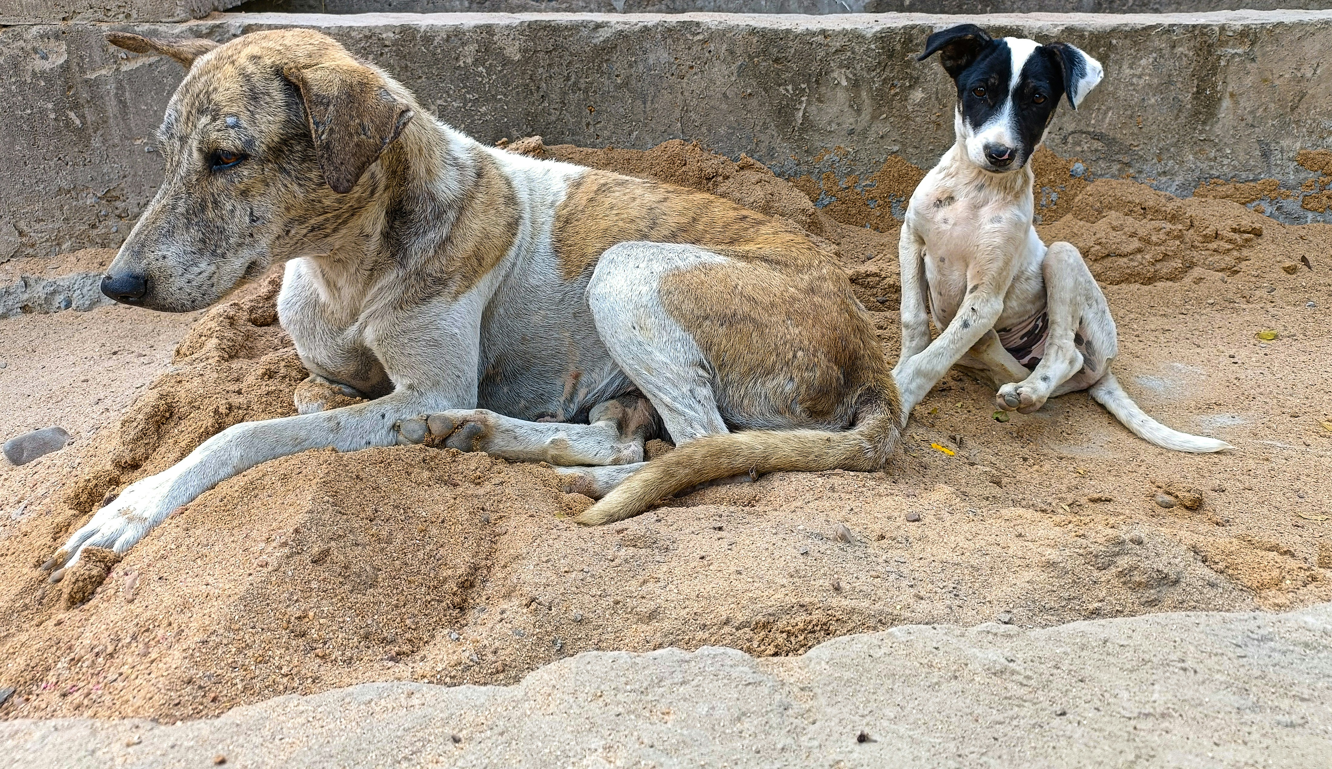 A couple of dogs sitting on top of a pile of dirt photo – Free Animal ...