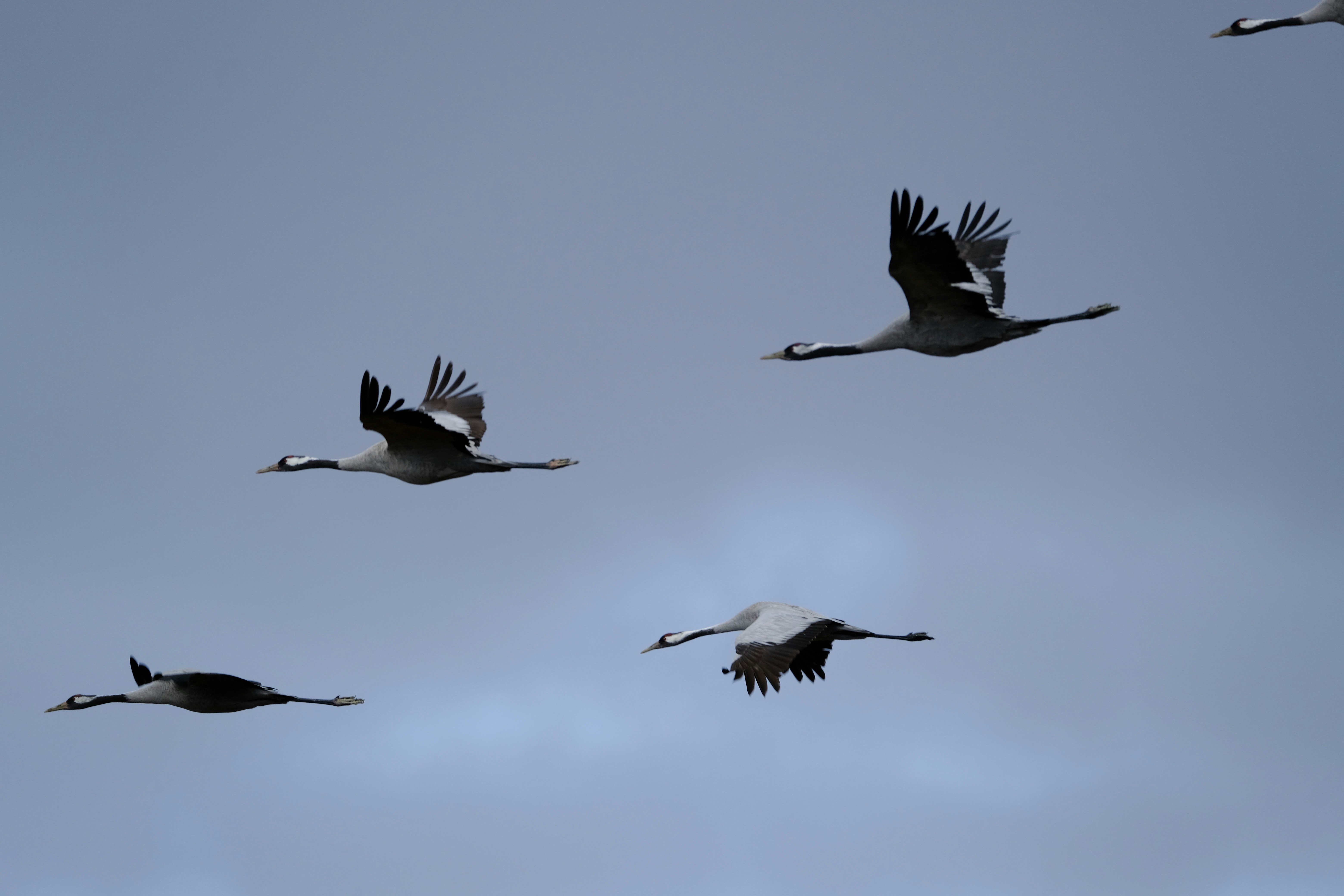 Discover the Top 10 Highest Flying Birds in the World