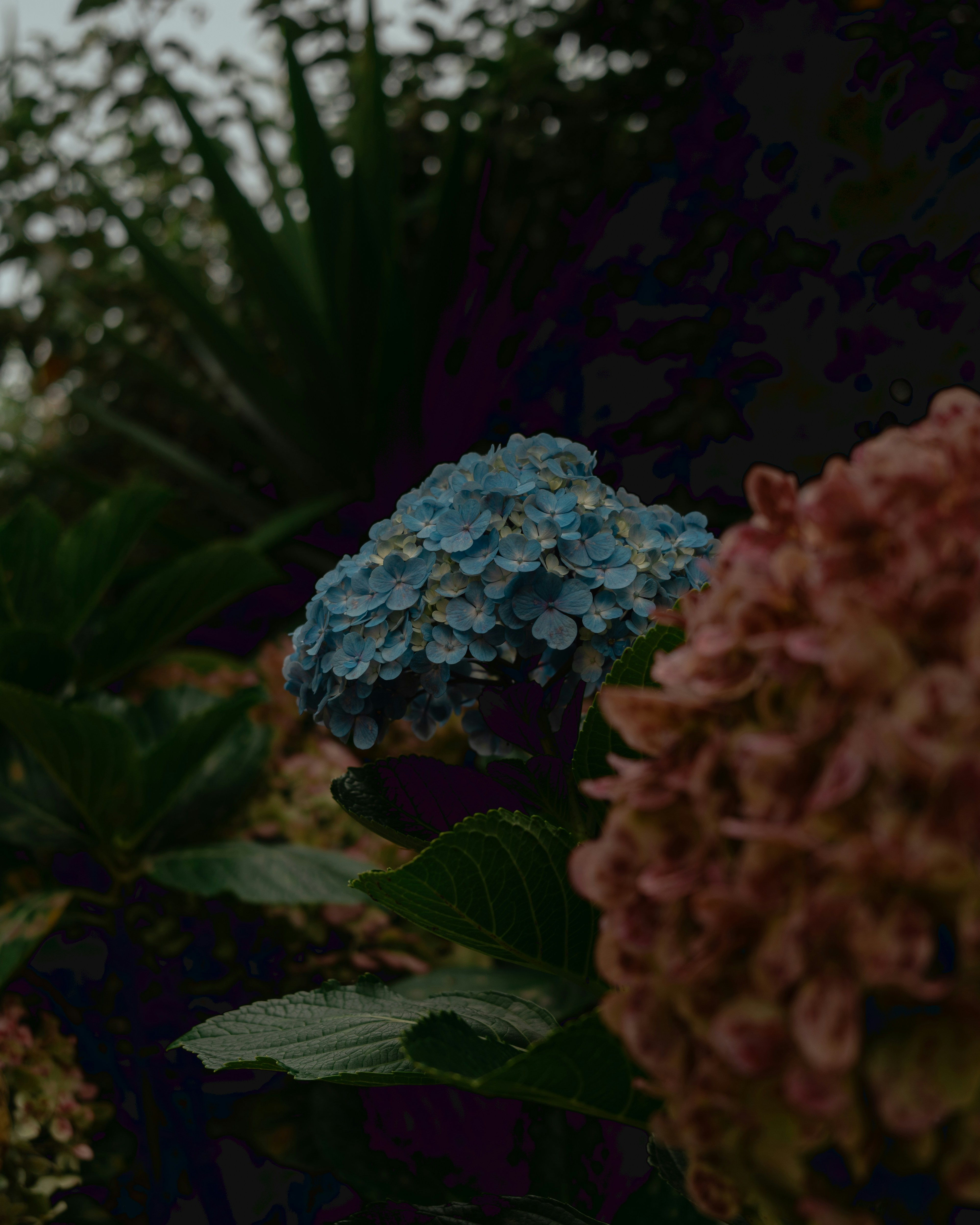 Midnight Bloom: A Blue Hydrangea in the Shadowed Garden