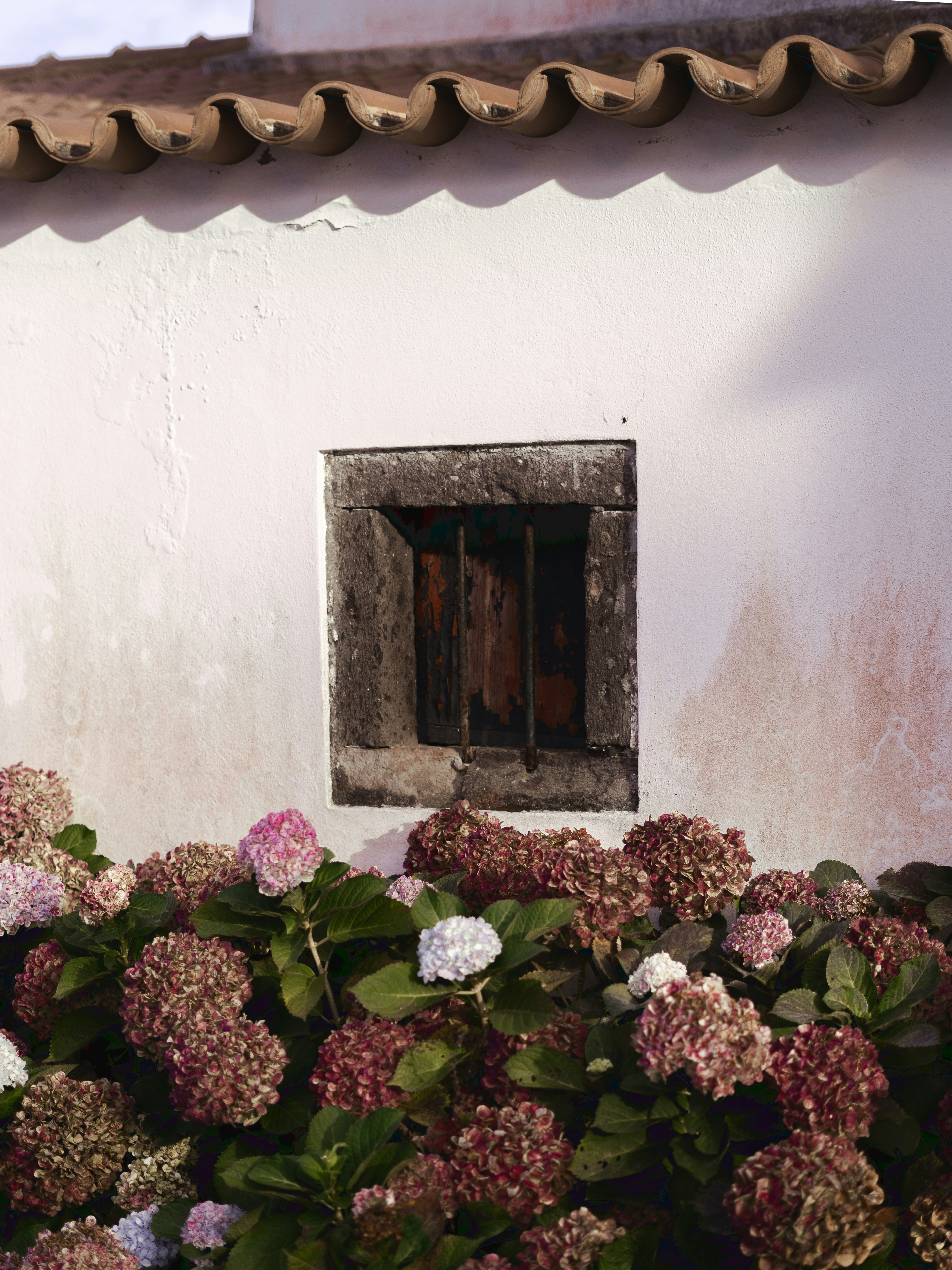 The Quiet Window: Hydrangeas Framing a Weathered White Wall