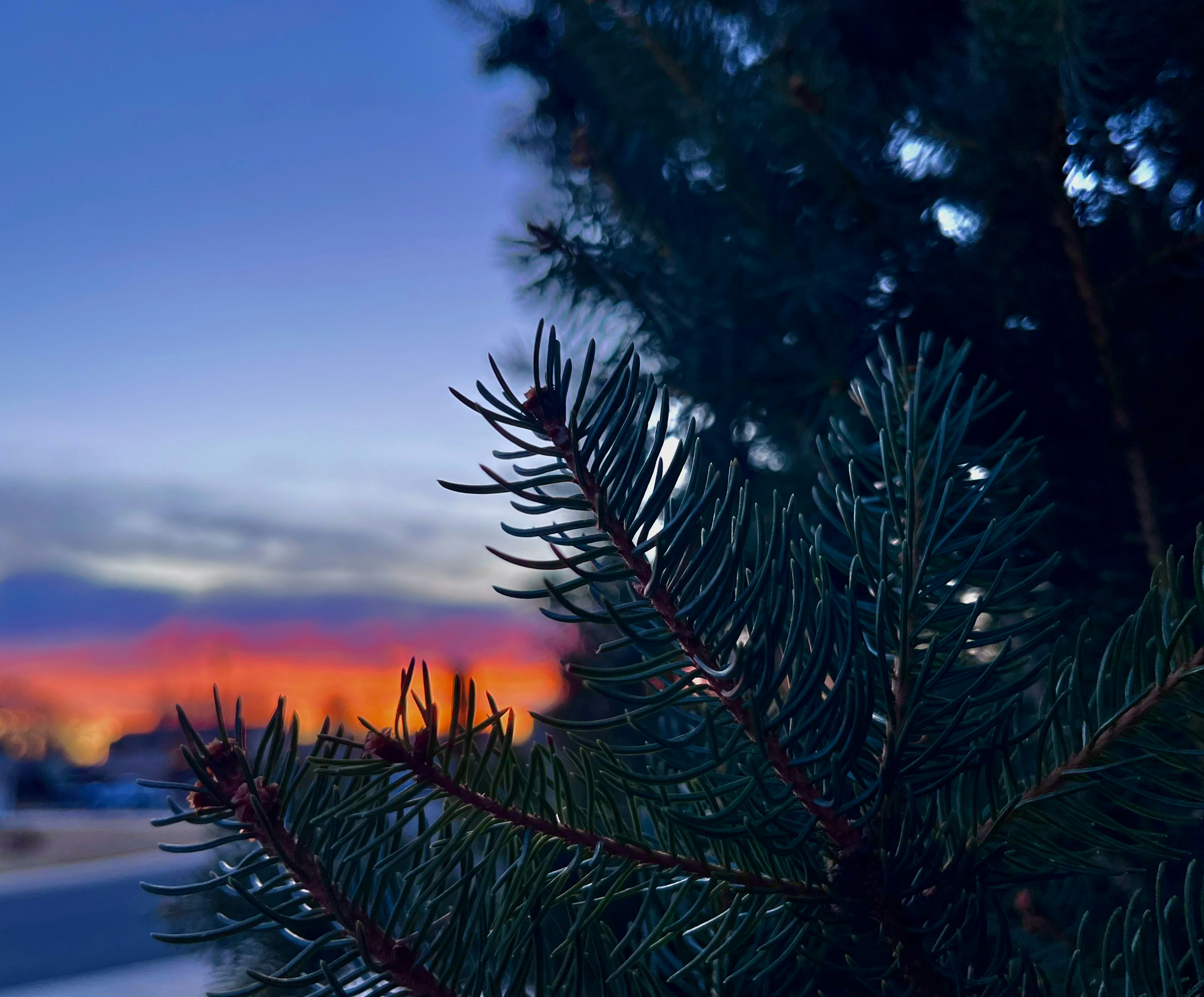 Needlework at Dusk: Pine Fronds Framing the Sunset