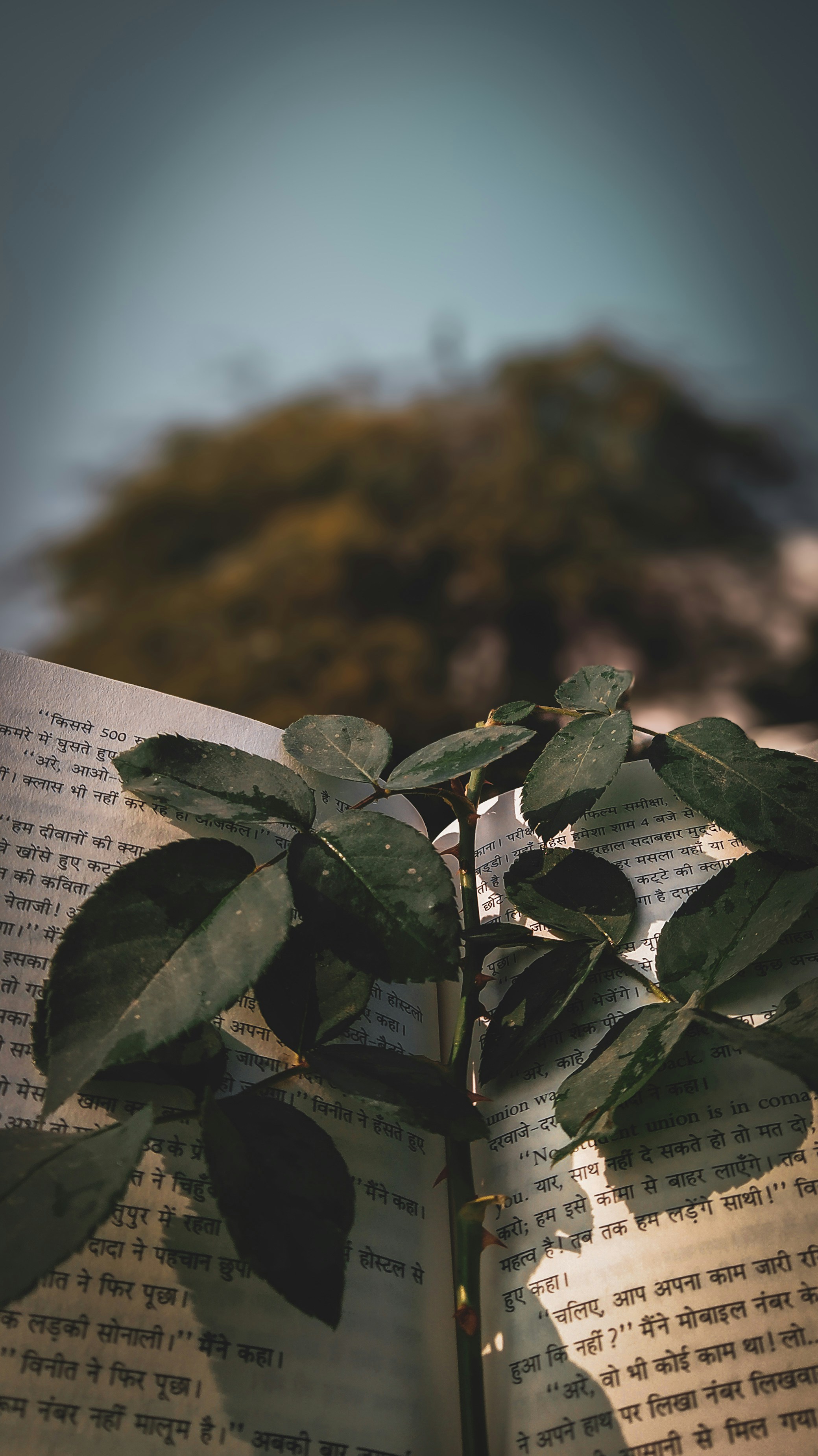 Ink and Ivy: A Close-Up of Leaves on a Hindi Page
