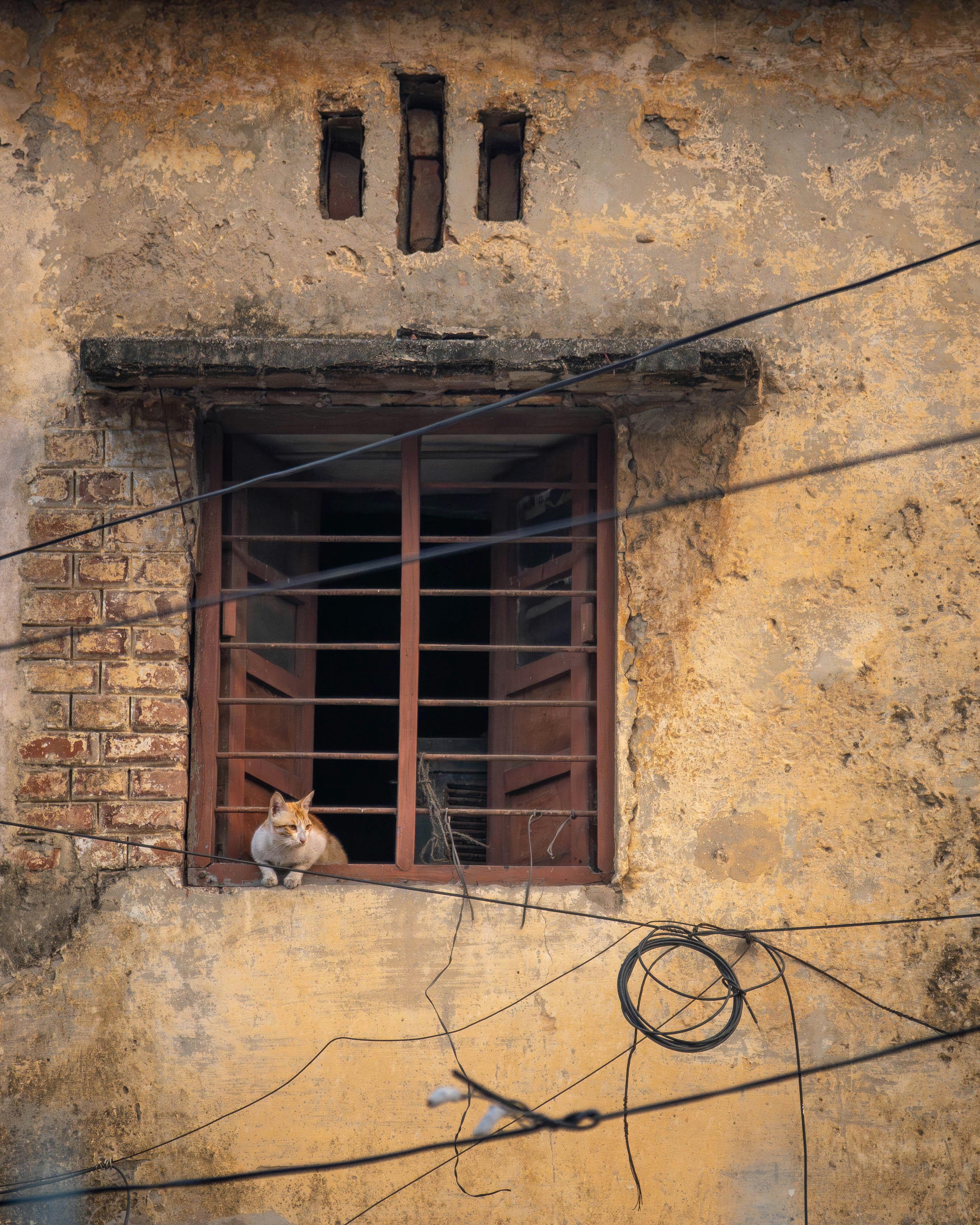 Whisker Watcher: Cat Perched at a Weathered Window in a Sunlit Yellow Façade