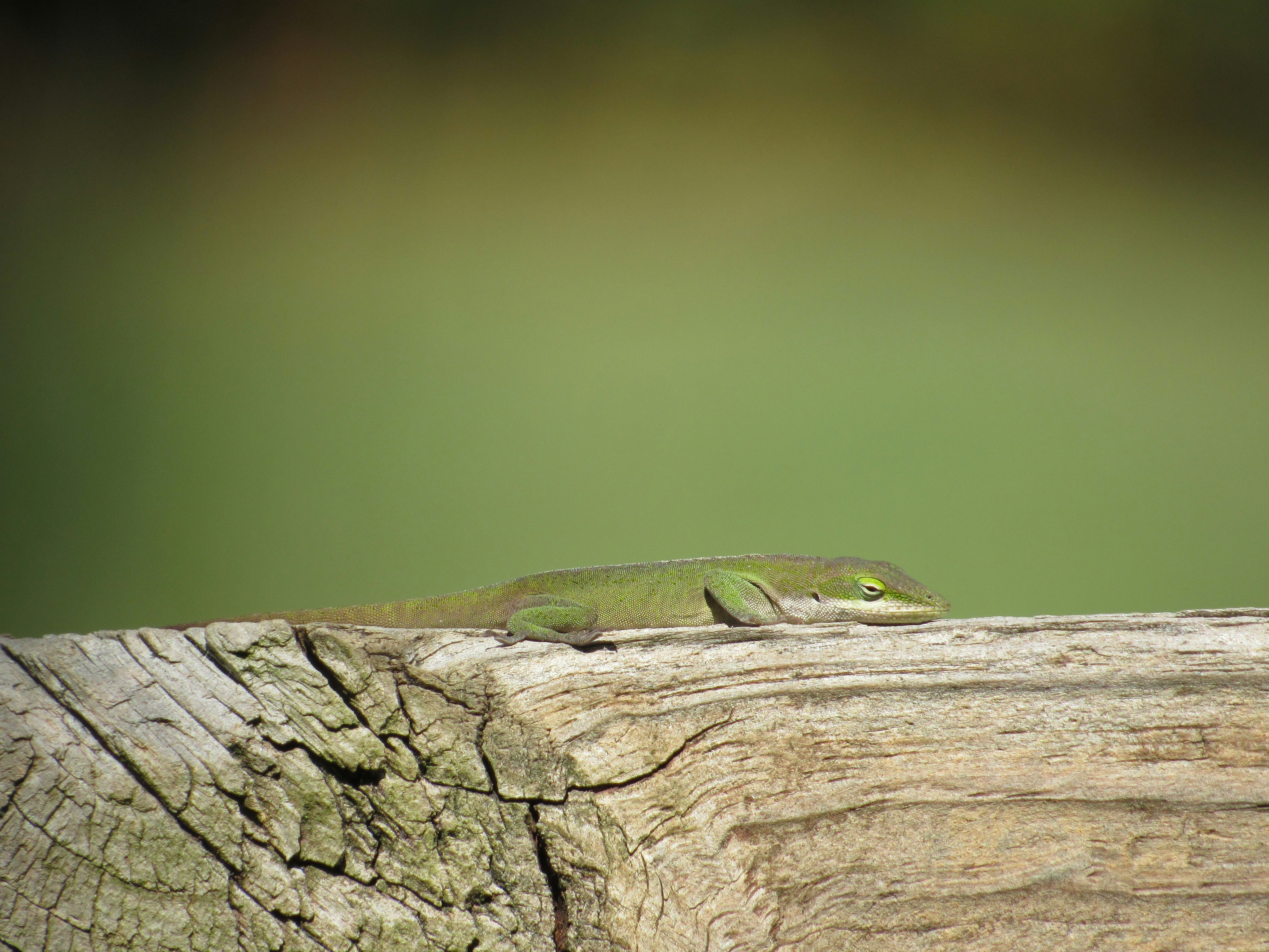 Sample photo from Canon PowerShot SX530 HS