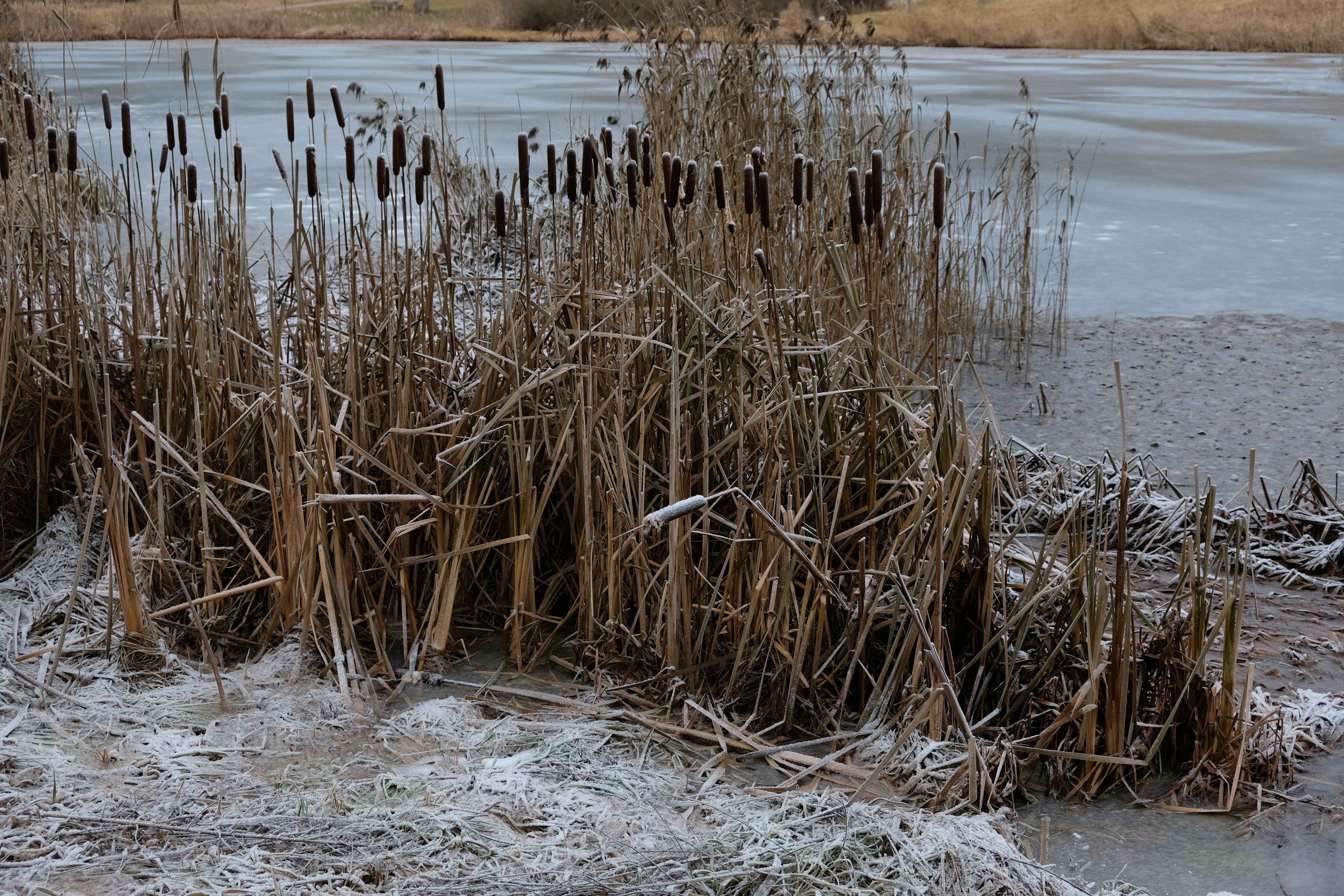 Reed Fingerprint on the Ice
